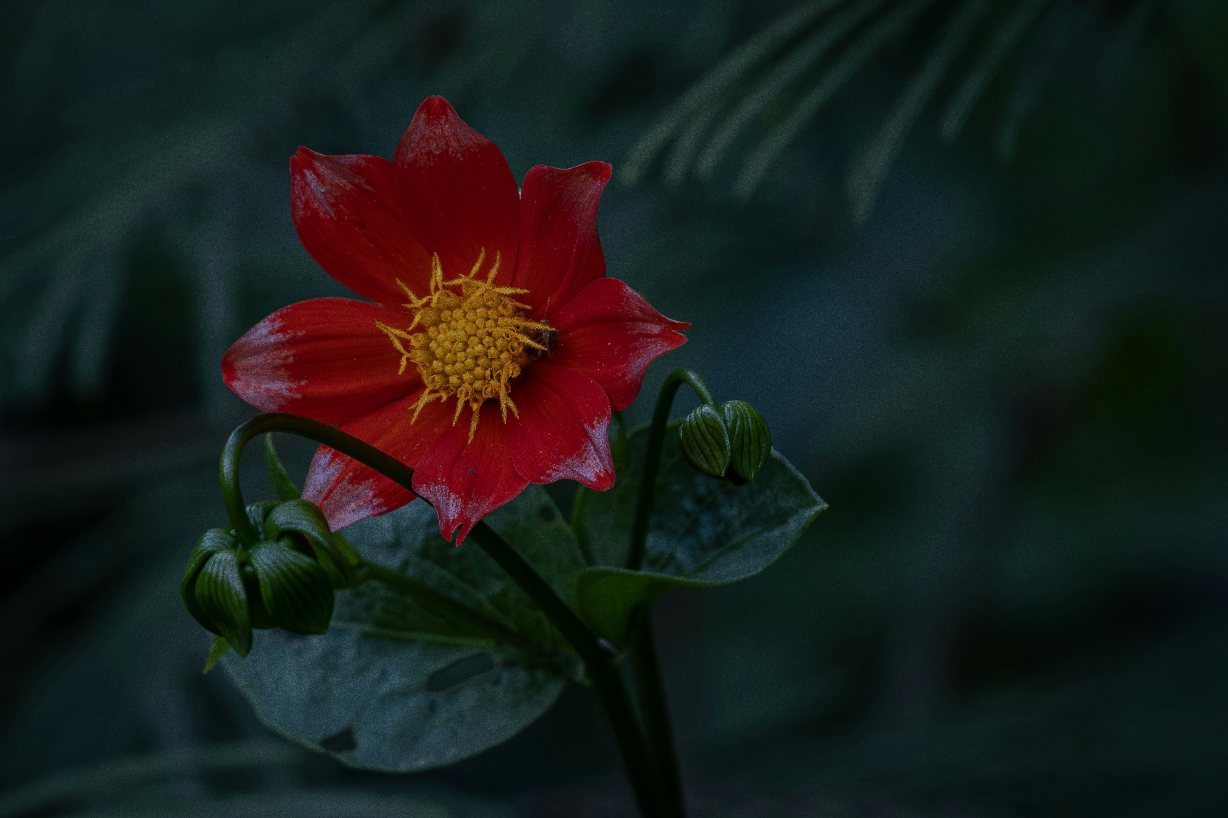 Crimson Bloom in Quiet Dusk