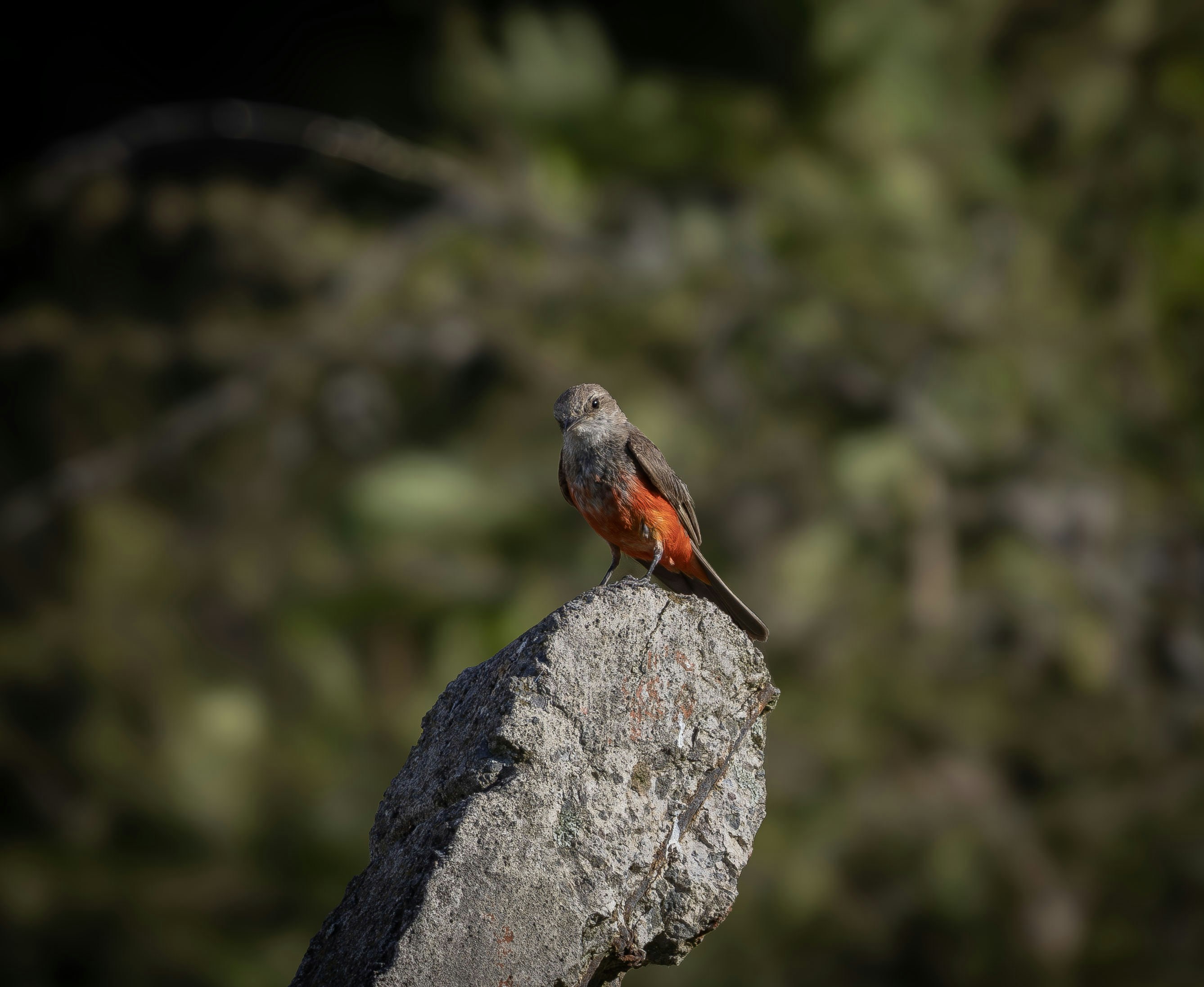 Perched Ember: A Scarlet-tinged Warbler on a Weathered Peak