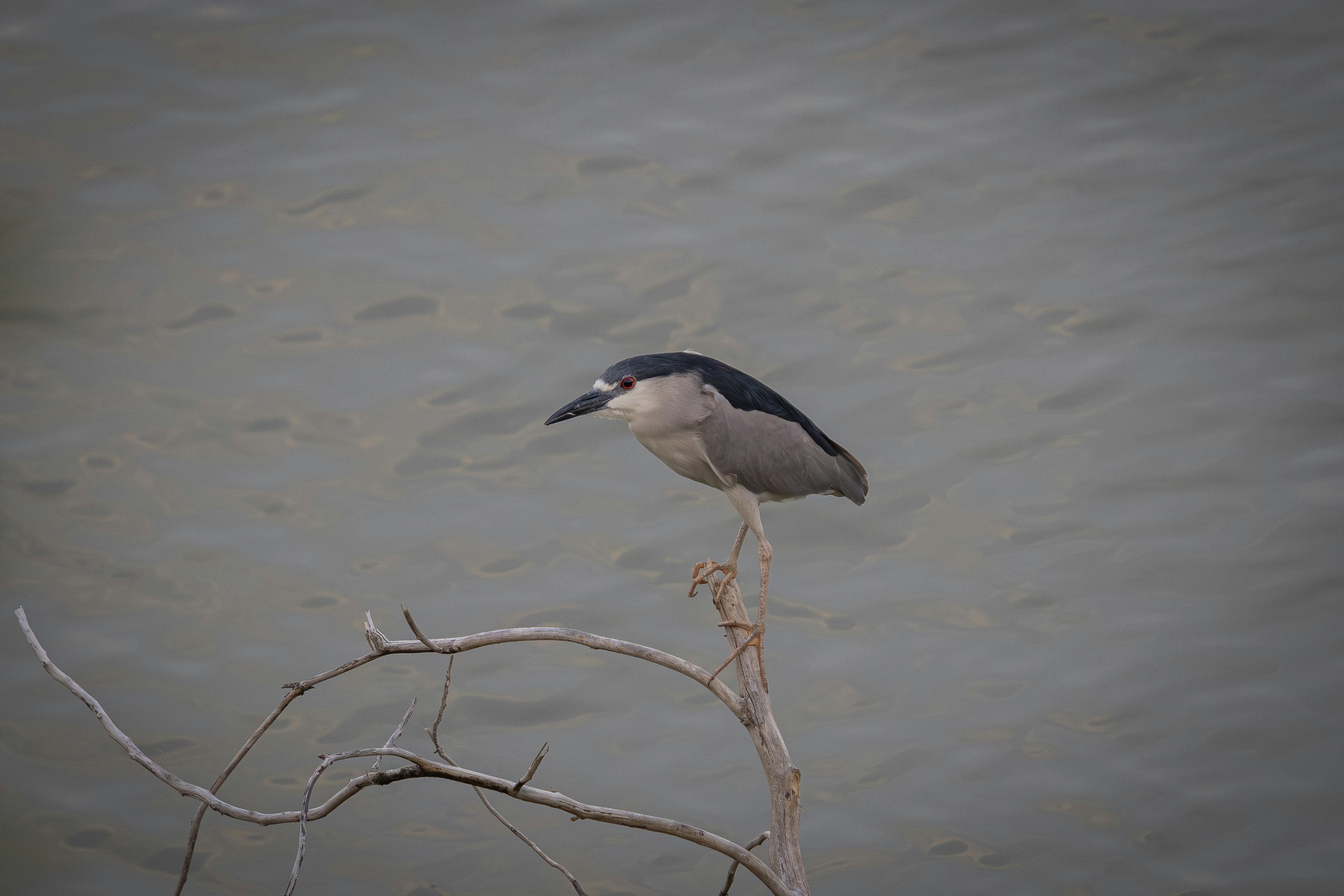 Heron on a Weathered Branch Over Quiet Waters