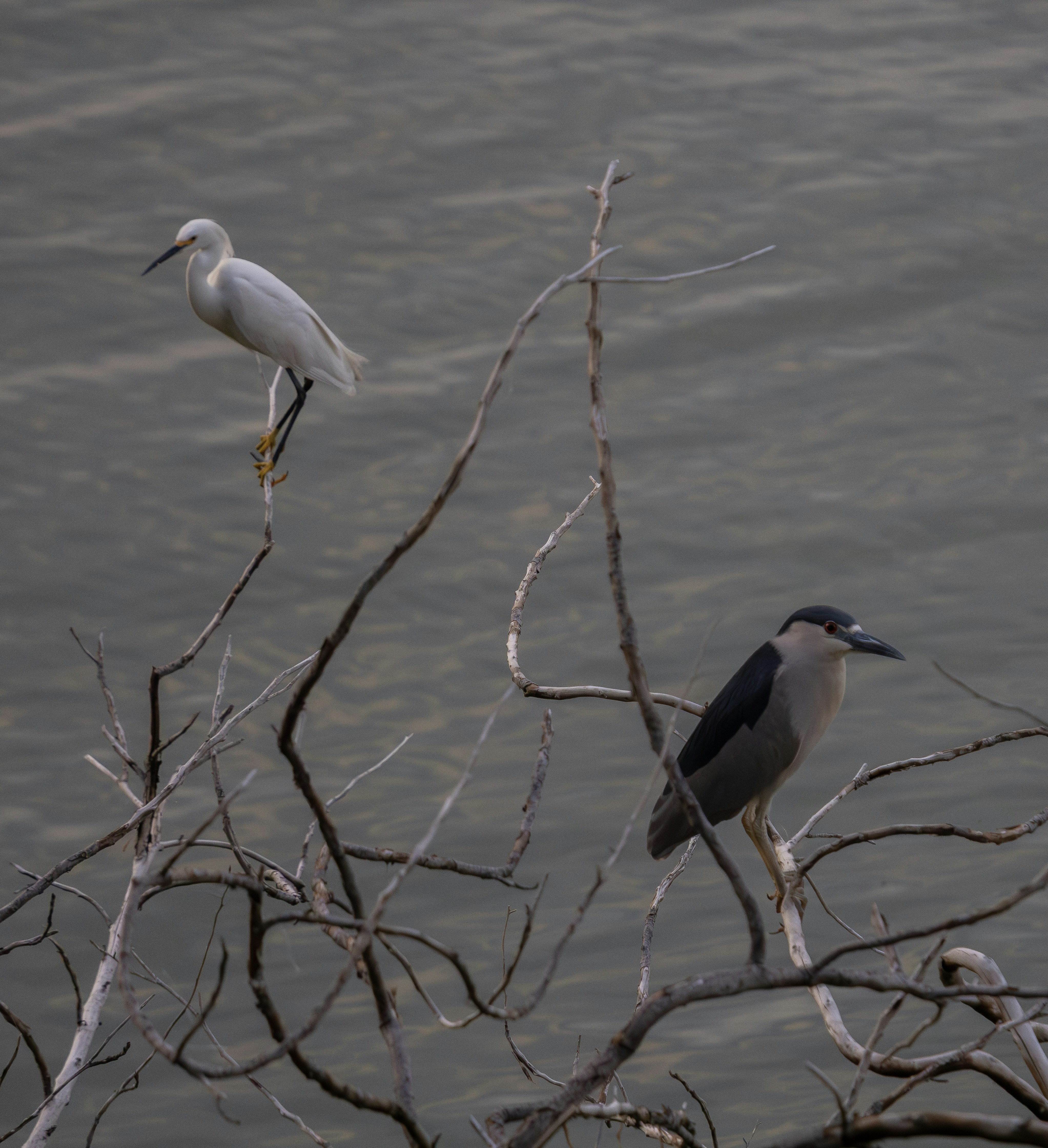 Two Herons on Twisted Limbs by Quiet Waters