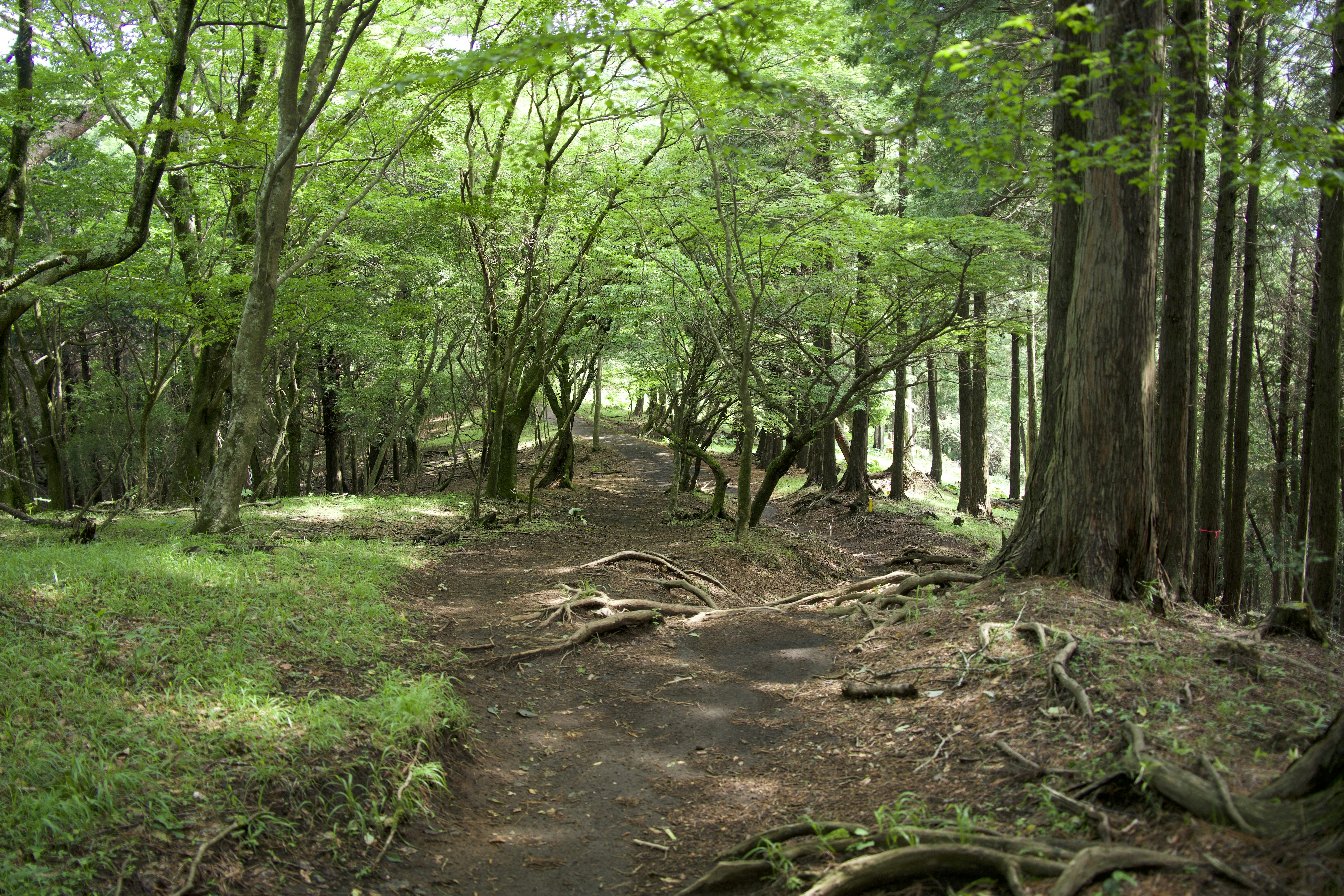 Forest Pathway: Light at the End of a Verdant Tunnel