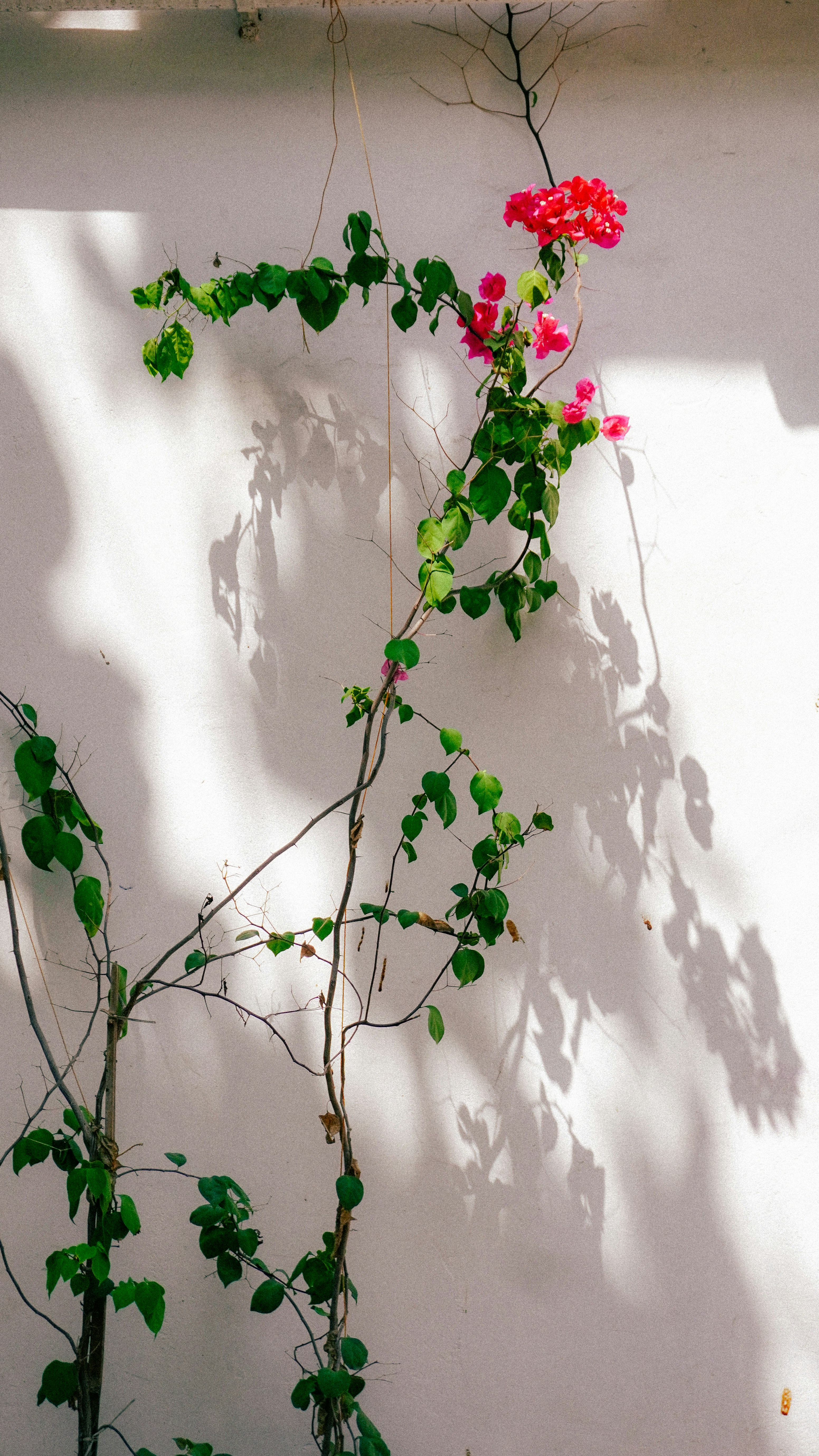 Crimson Bougainvillea Climb against a Sunlit Wall