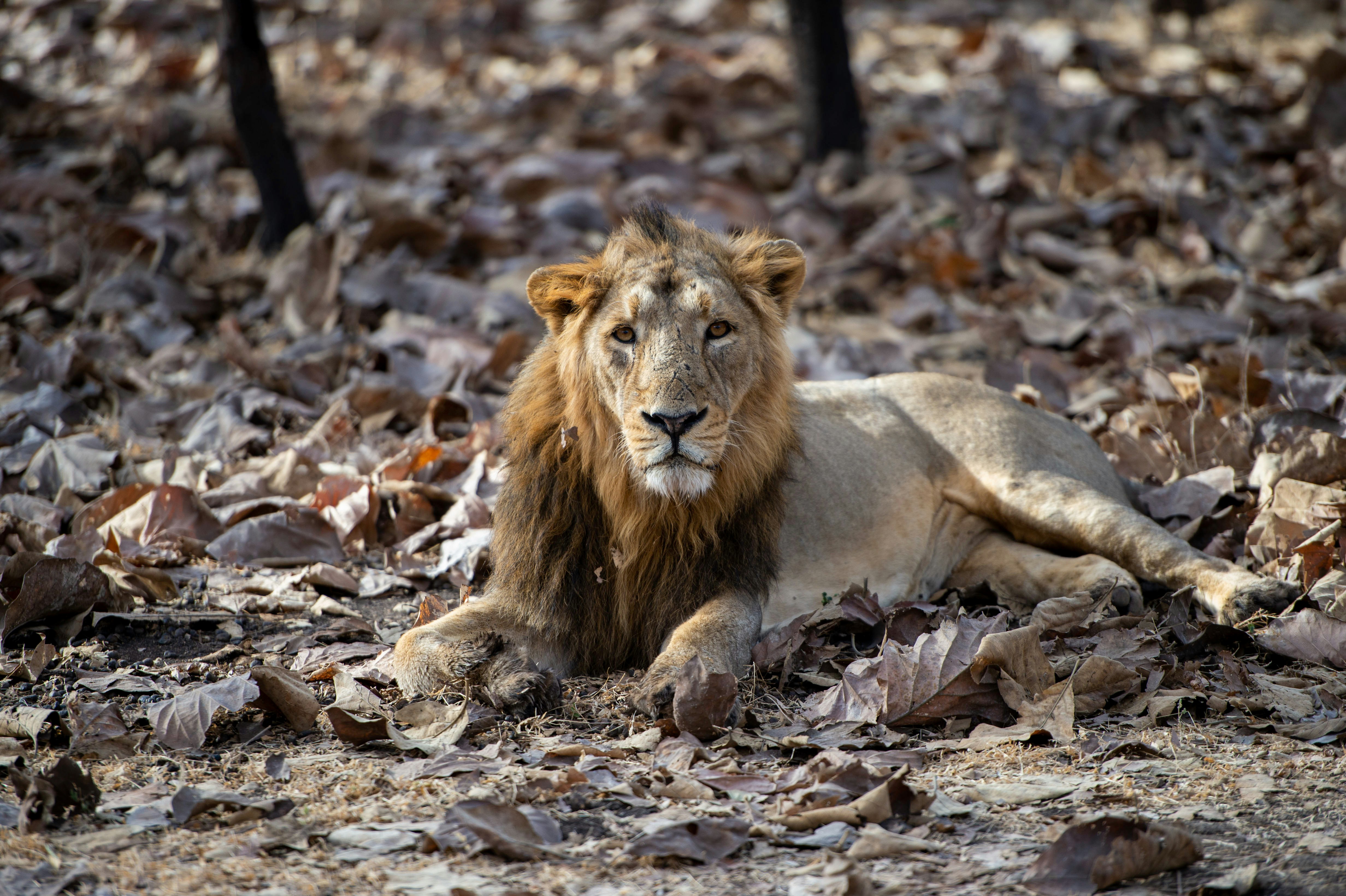 Lion at Rest: Quiet Gaze Through the Leaf-Littered Clearing