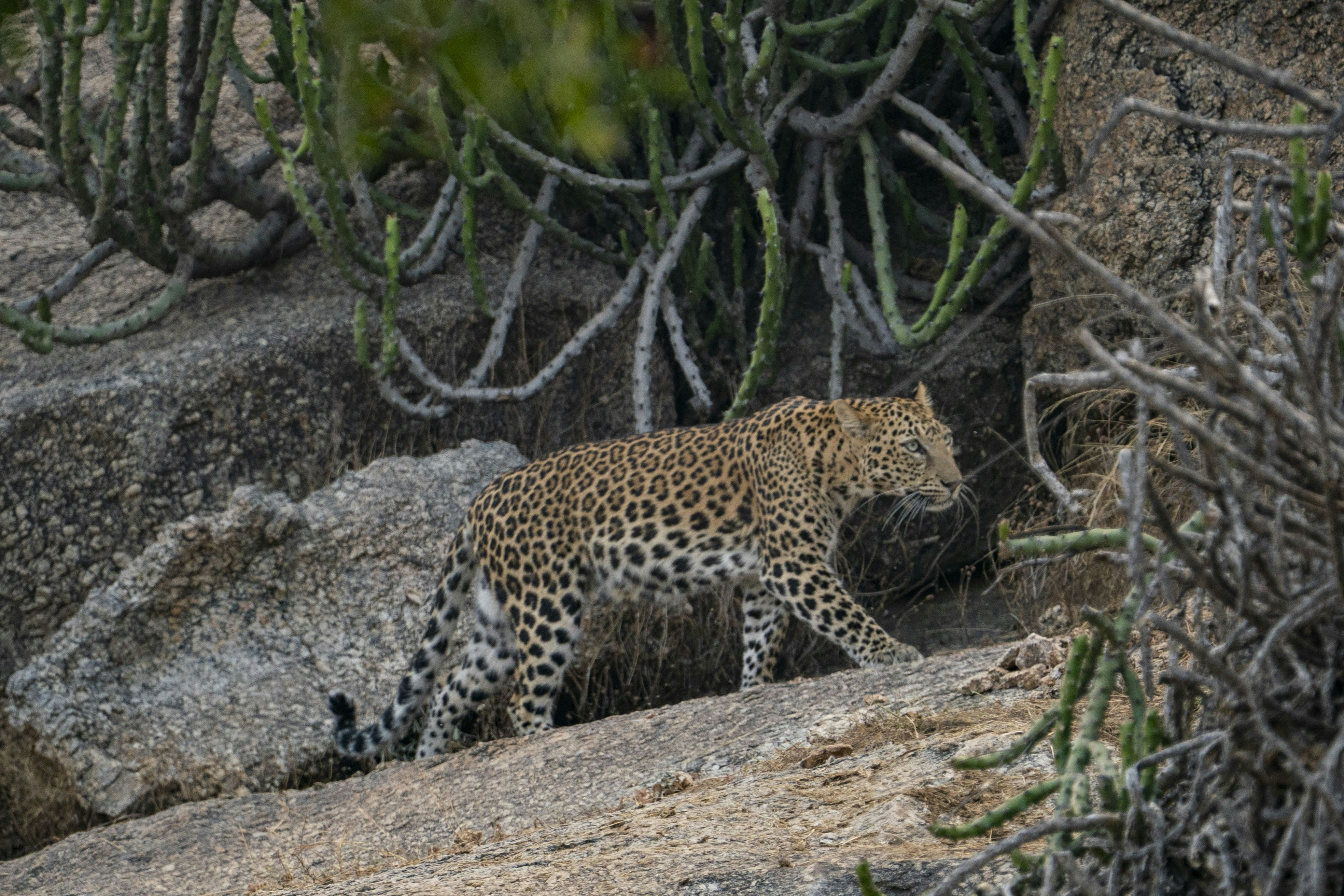 The Granite Ghost: A Leopard Prowls the Hills of Jawai
