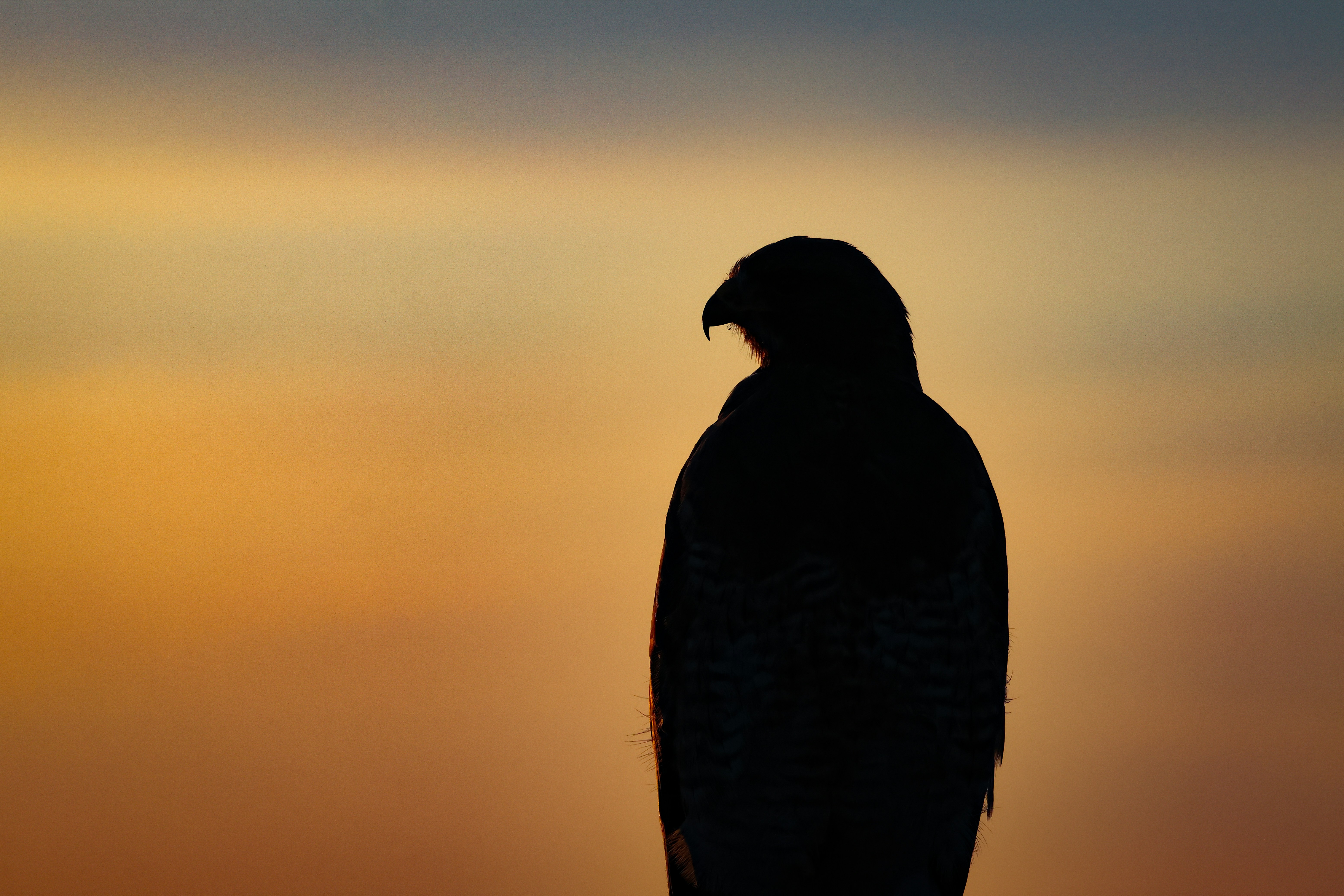 Silhouette at Dusk: A solitary bird against a warm horizon