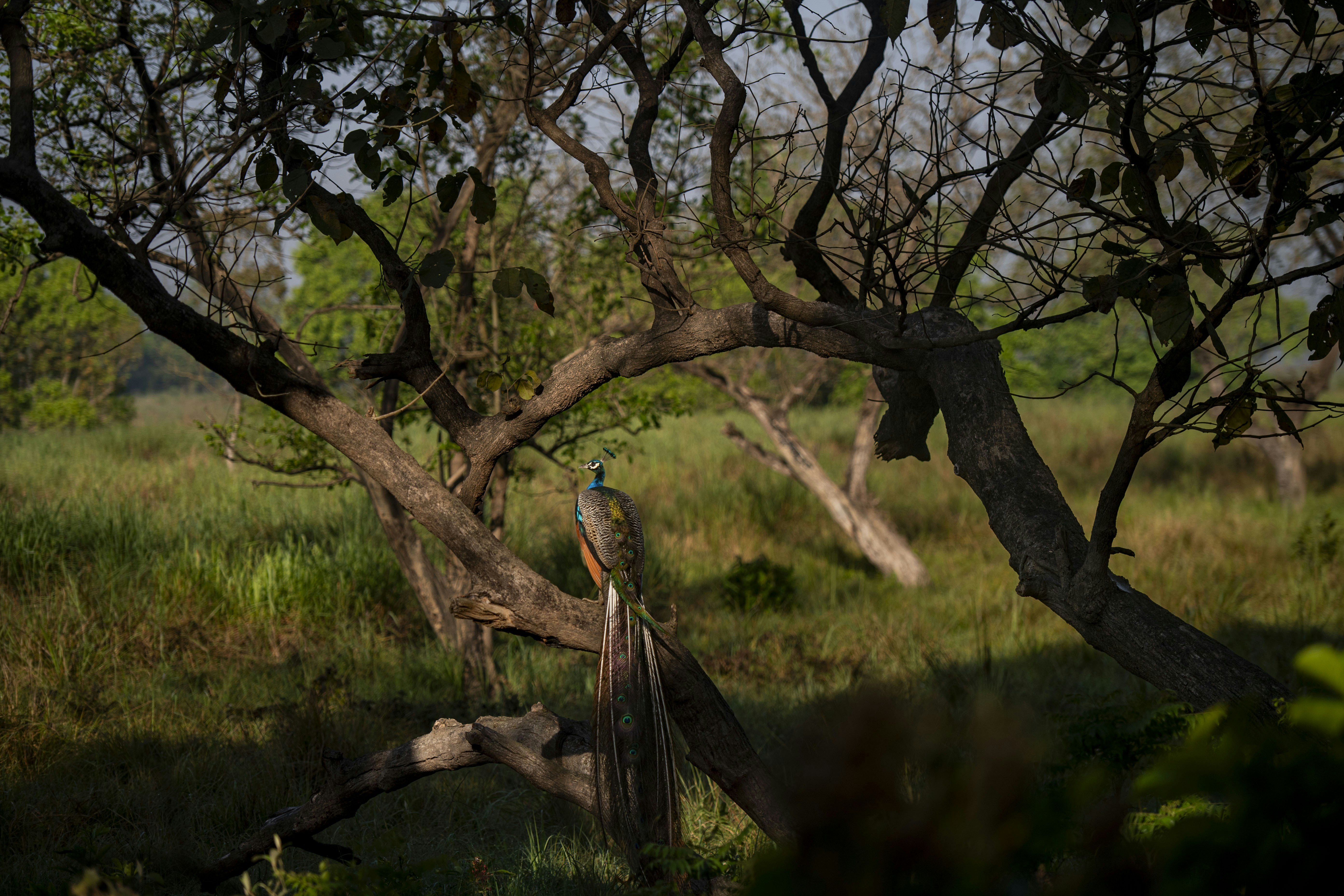 Azure King in the Quiet Grove: a kingfisher perched in dappled light