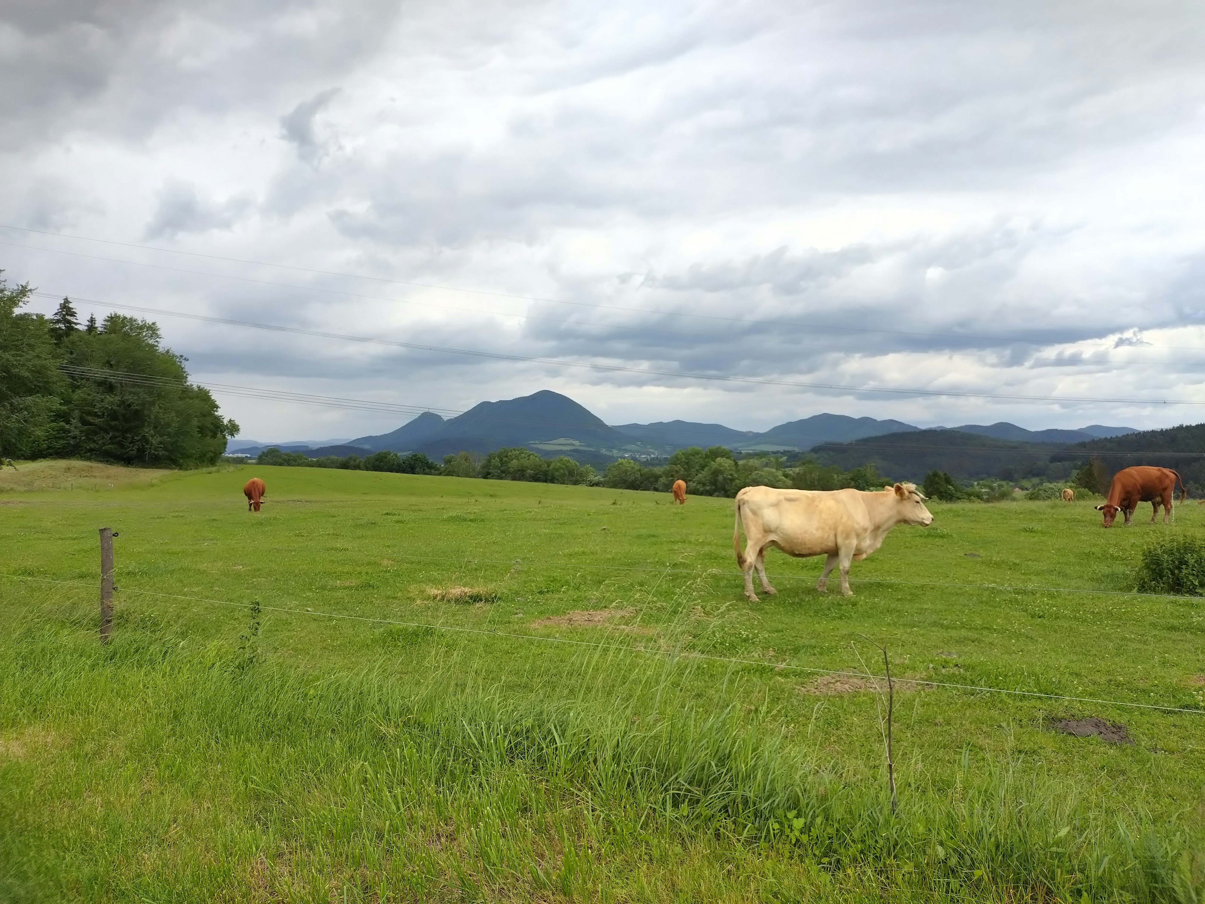 Pasture Chorus under a Shifting Sky