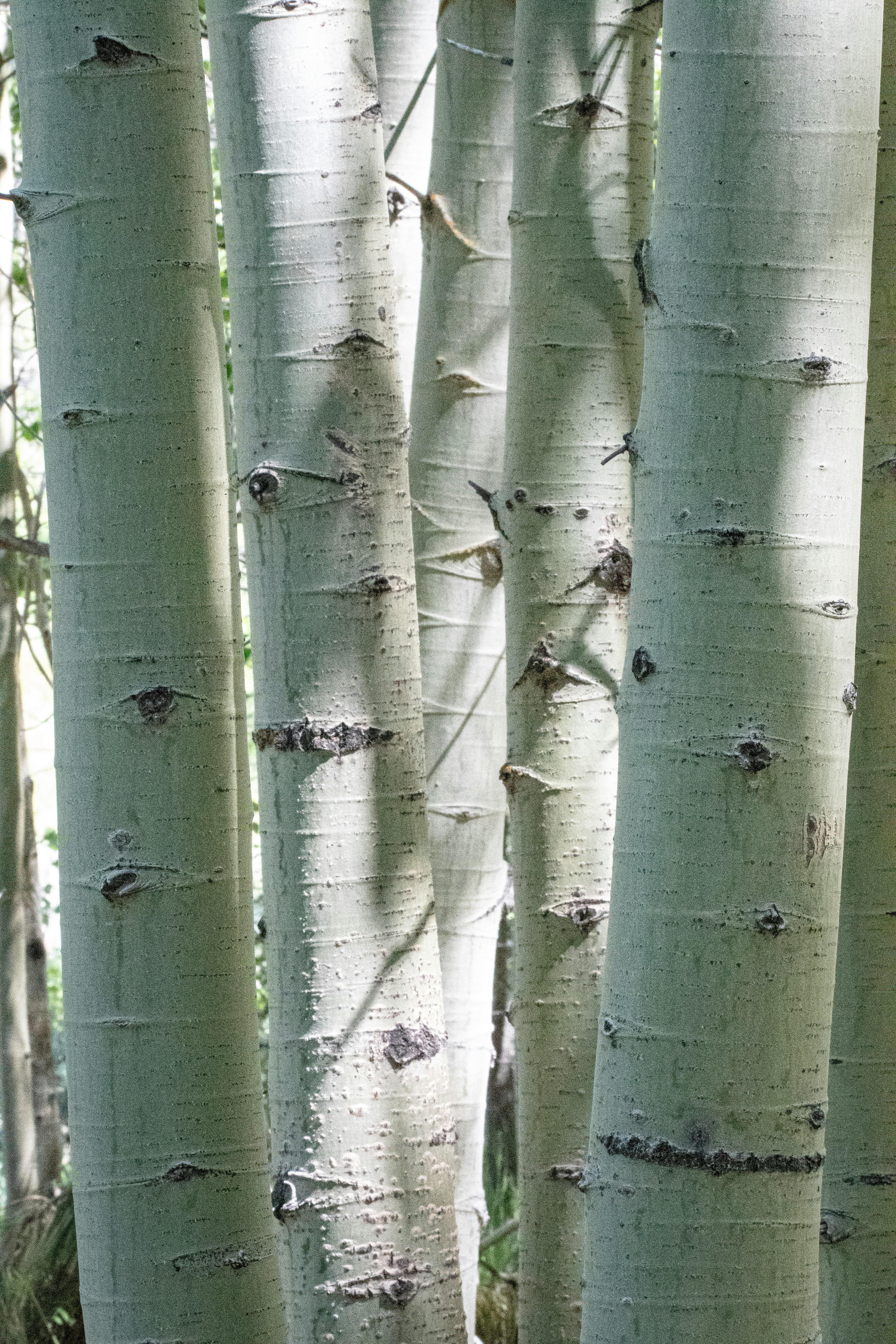 Nine Whispering Trunks: A Cascade of Birch in Soft Morning Light