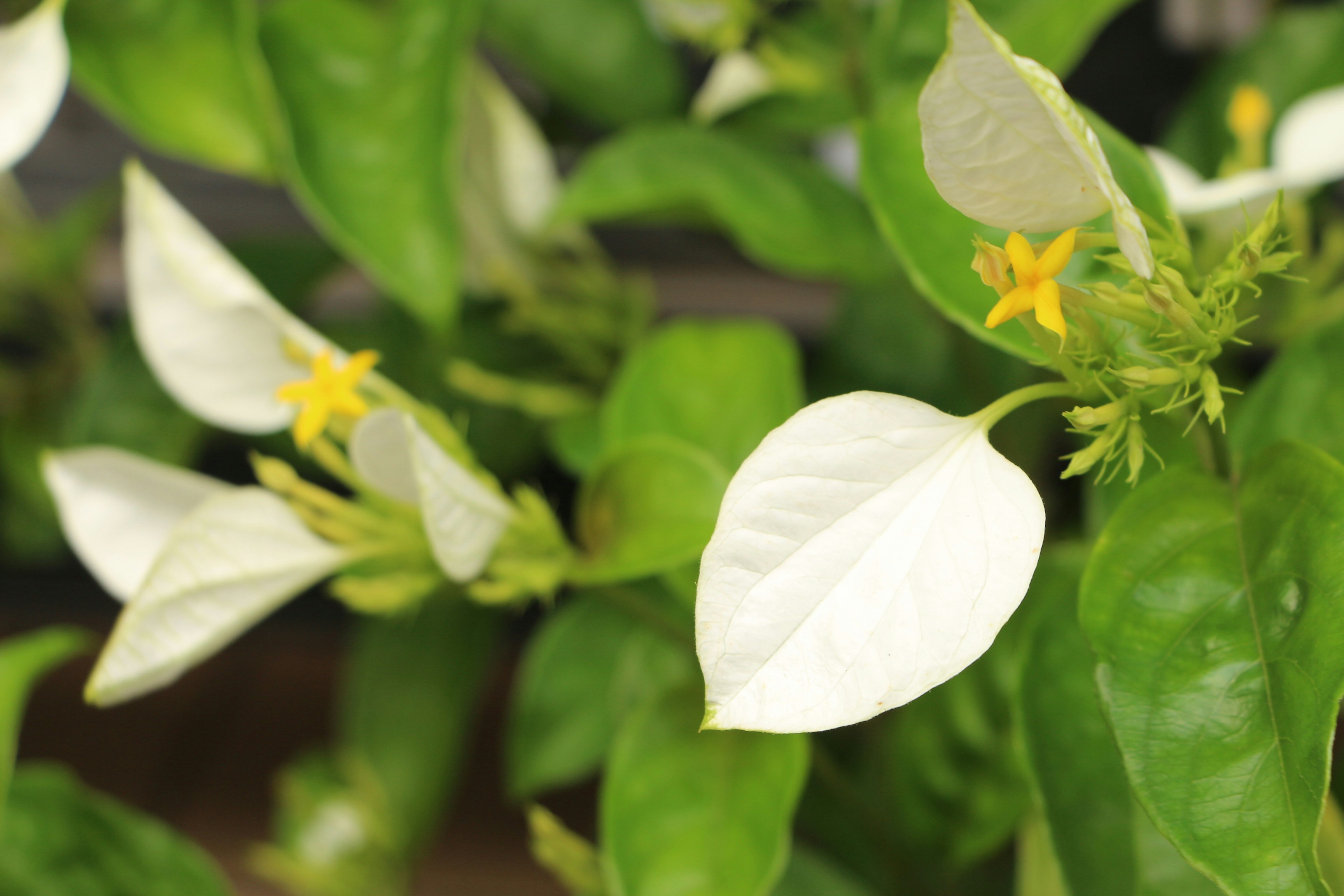 Bright White Leaf Against Green Vines with Small Yellow Flowers