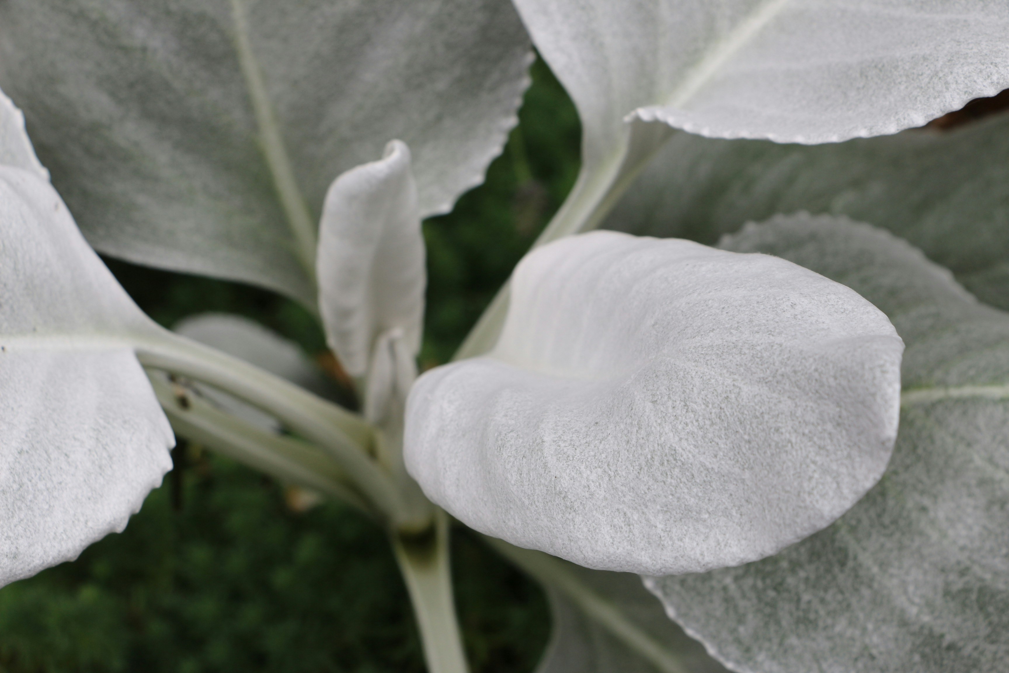 Velvet Leaves: Soft Silver Tones of a Foliage Close-Up