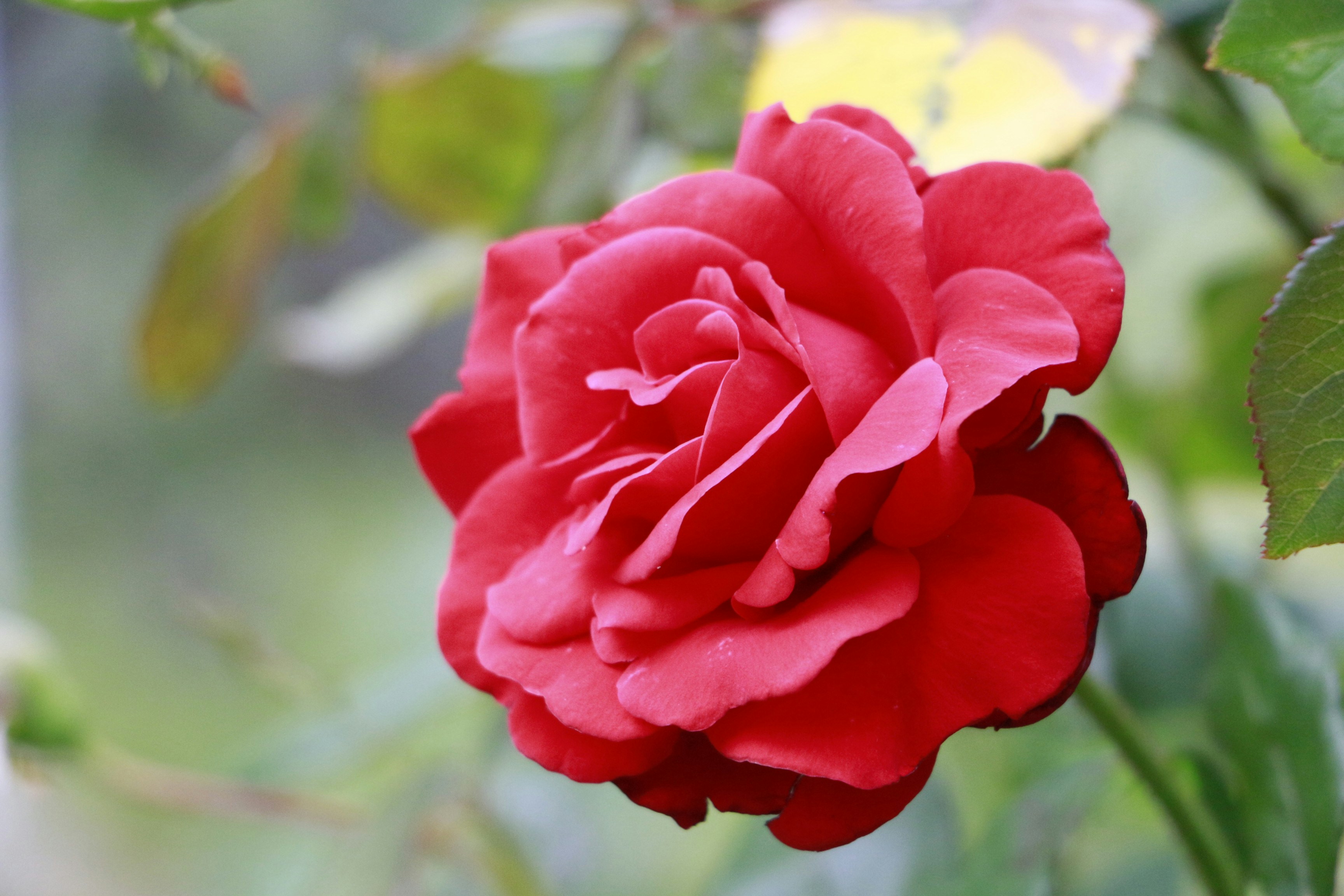Crimson Rose in Soft Focus Garden