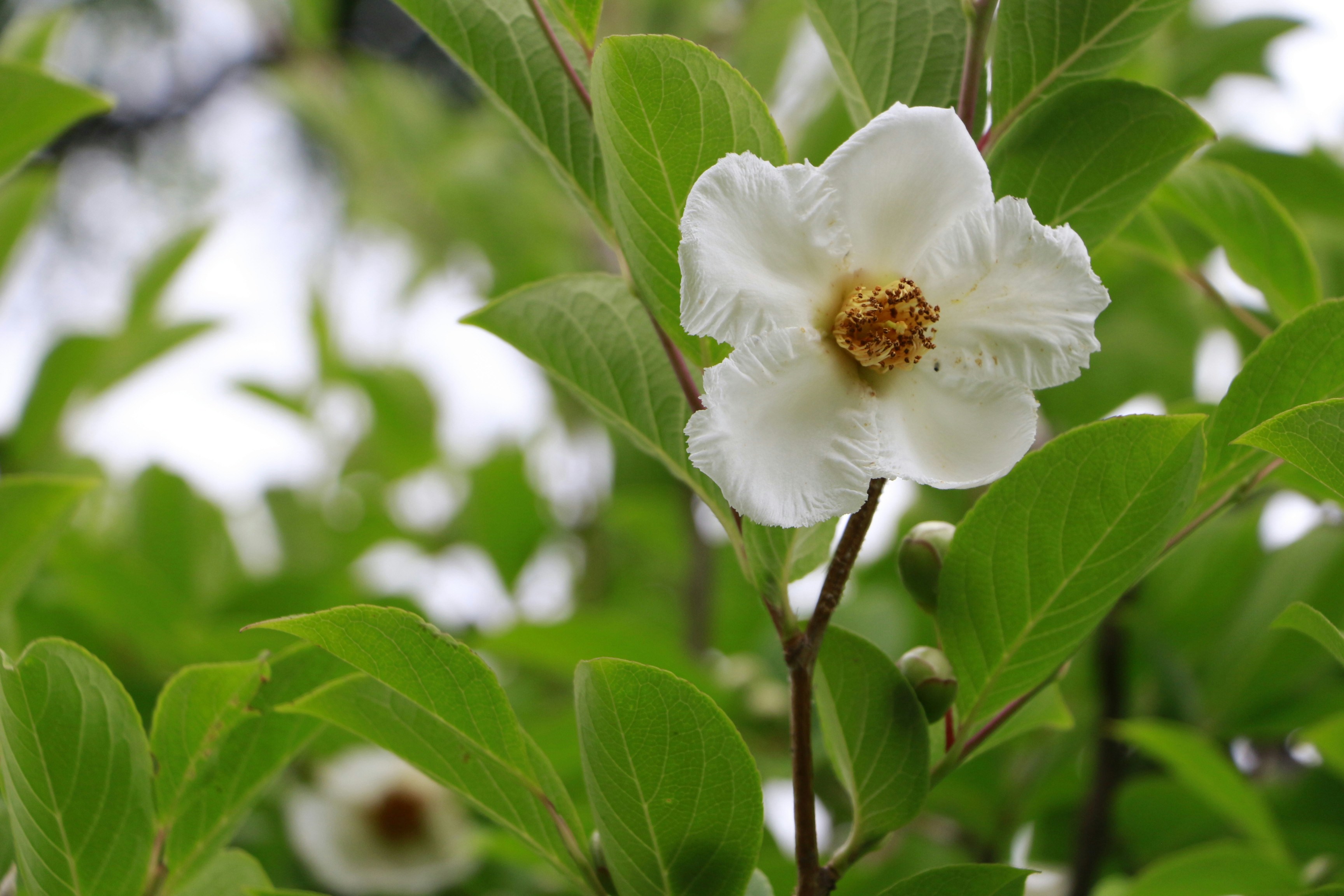 White blossom amid emerald leaves in a sunlit grove