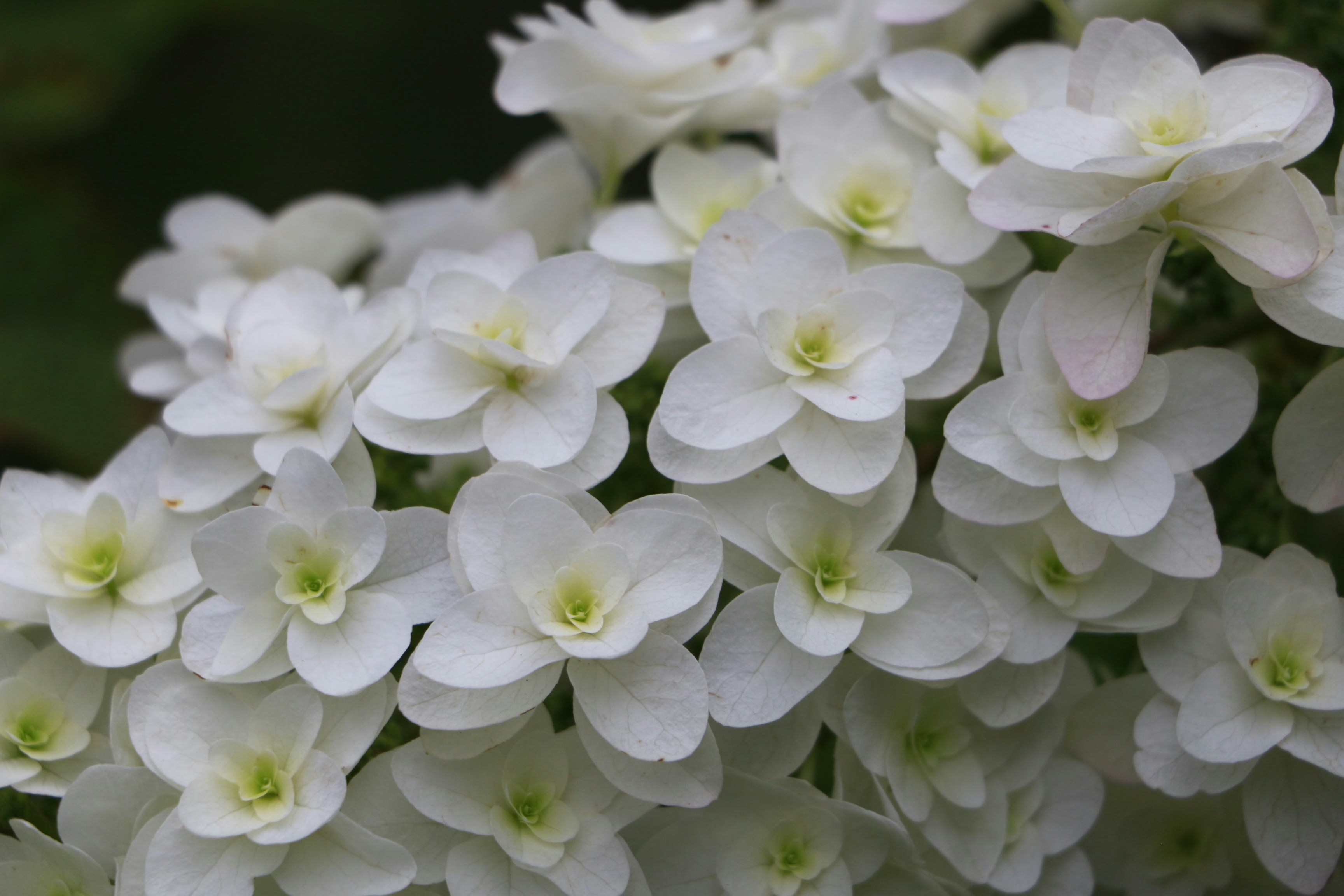 Whispers of White: a Bloom of Hydrangea Mossed in Light
