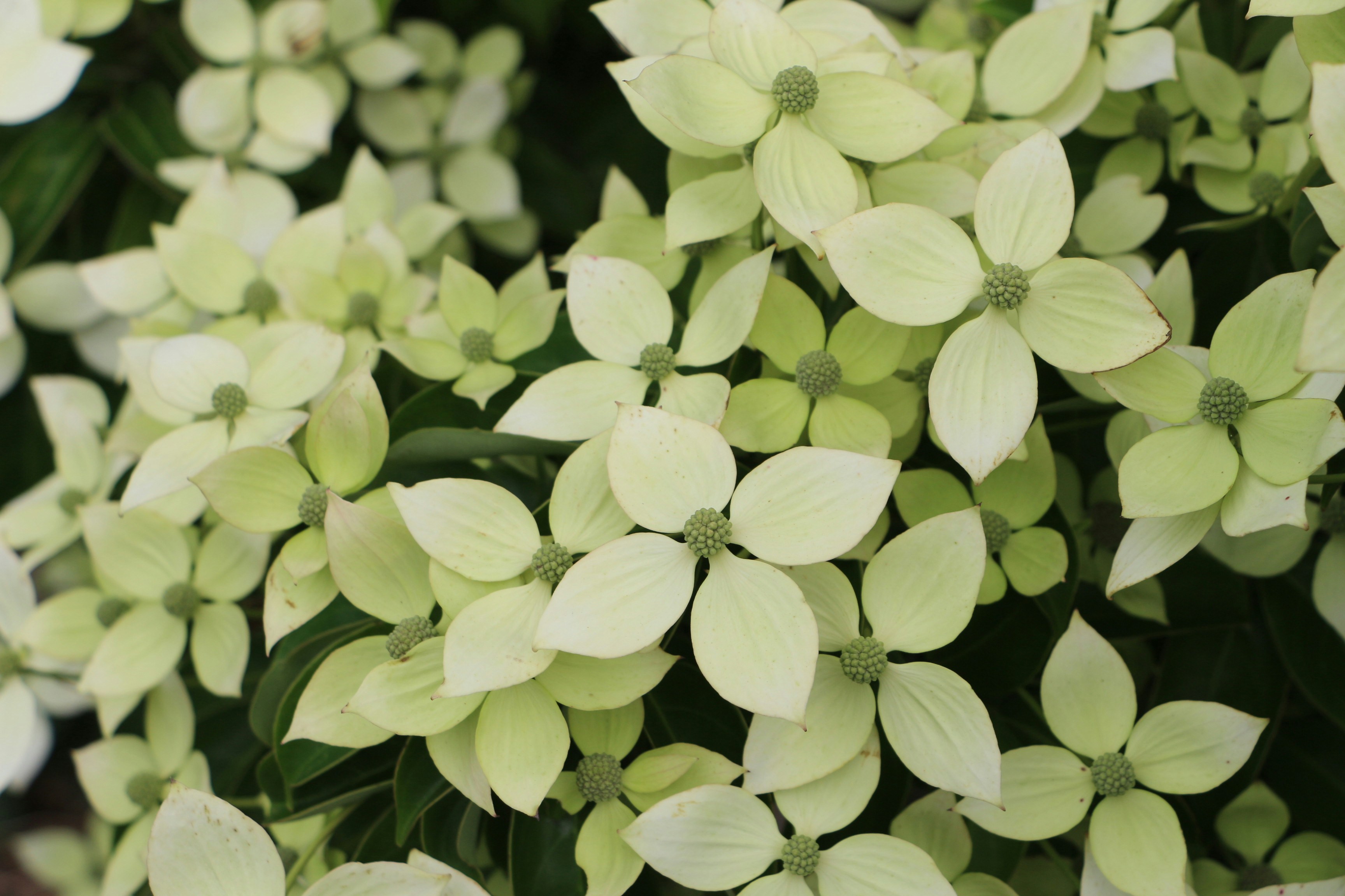 Soft, pale-green hydrangea clusters fill the frame with subtle shading and light green leaves creating a calm garden texture.
