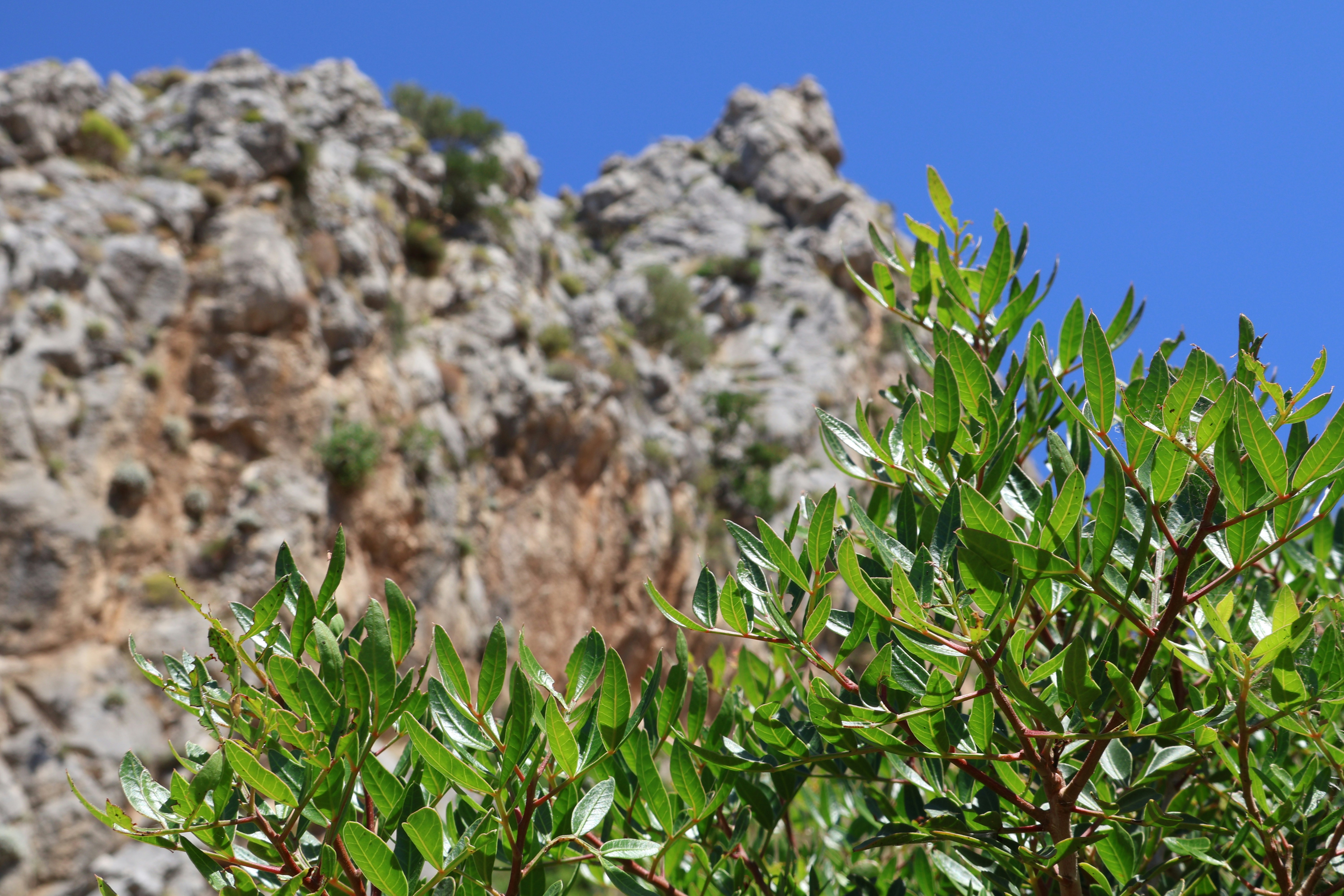 Branching Green in Front of a Rocky Cliff Under a Clear Sky