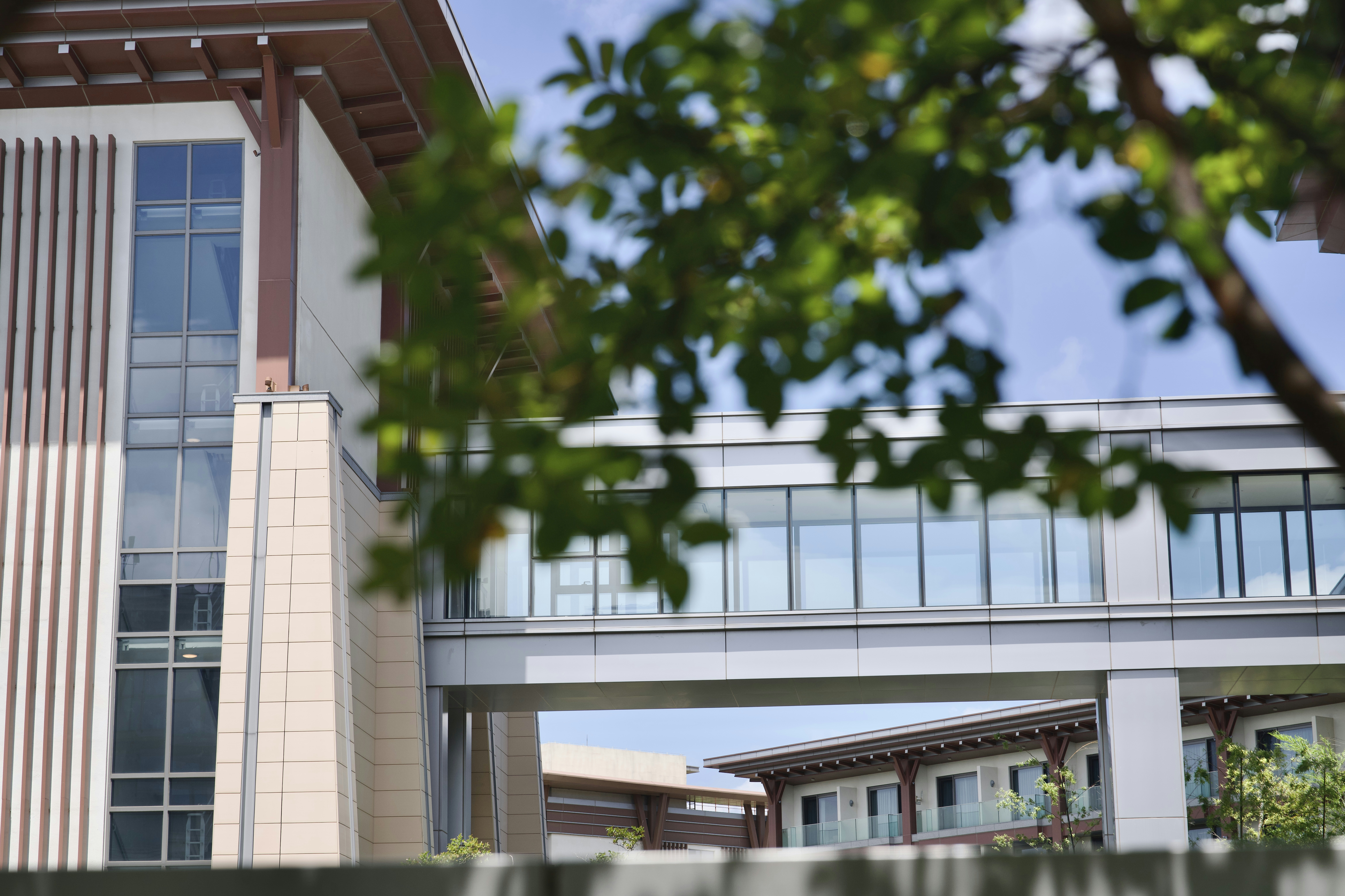 Bridge Between Glass and Timber: Modern Architecture Framed by Foliage