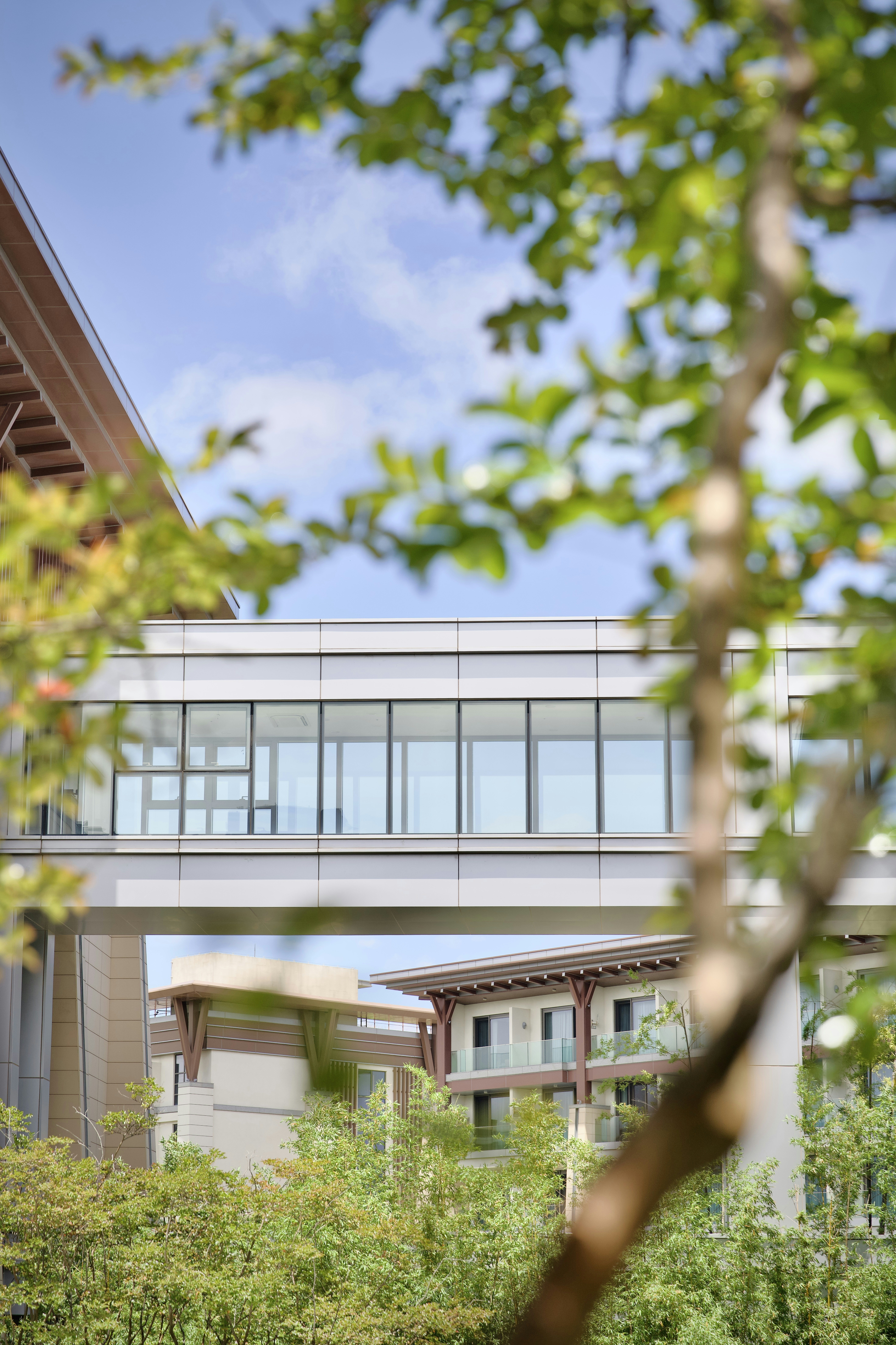 Overpass Corridor Framed by Green Canopy