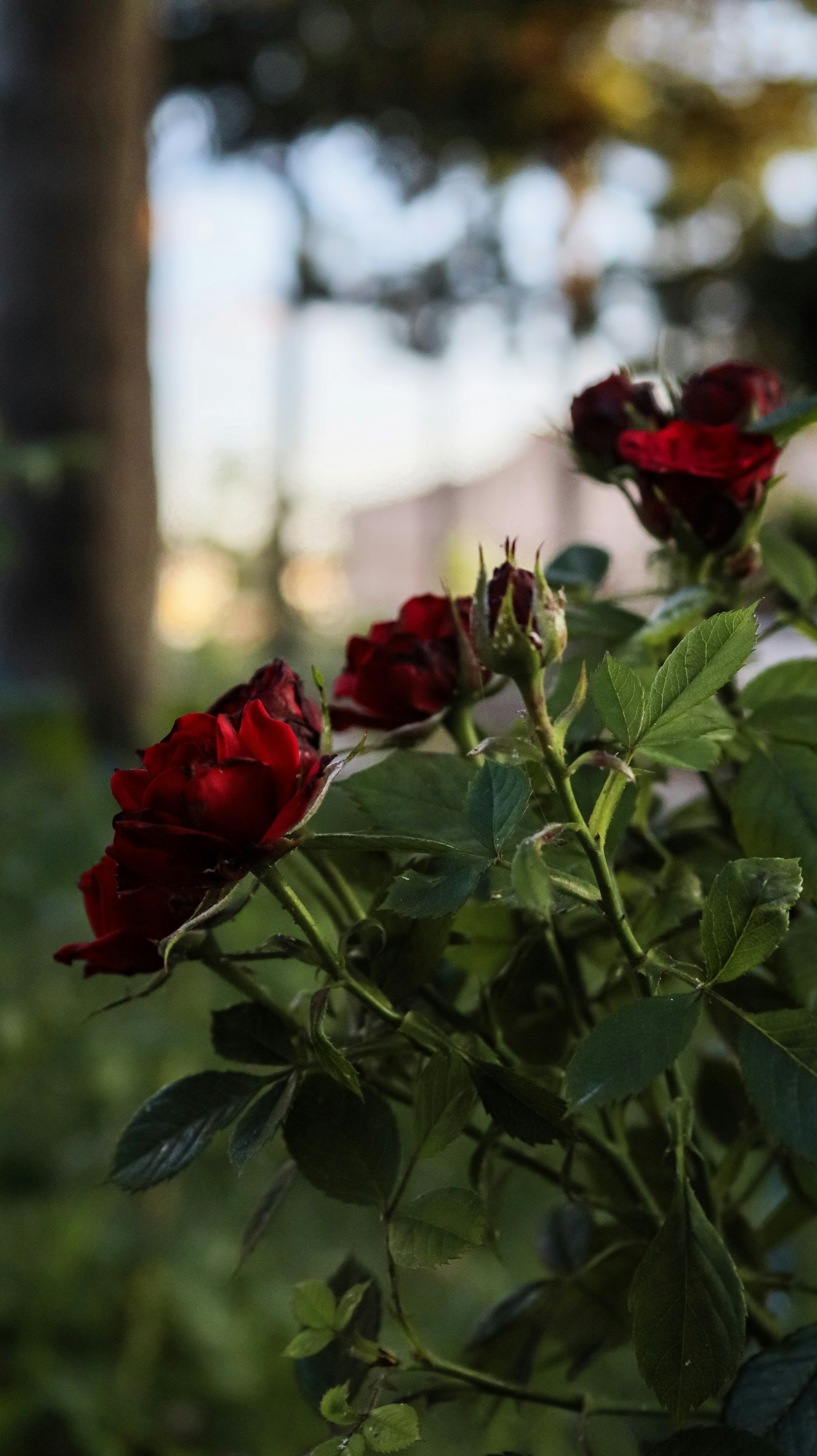 Crimson Roses in Soft Backlight