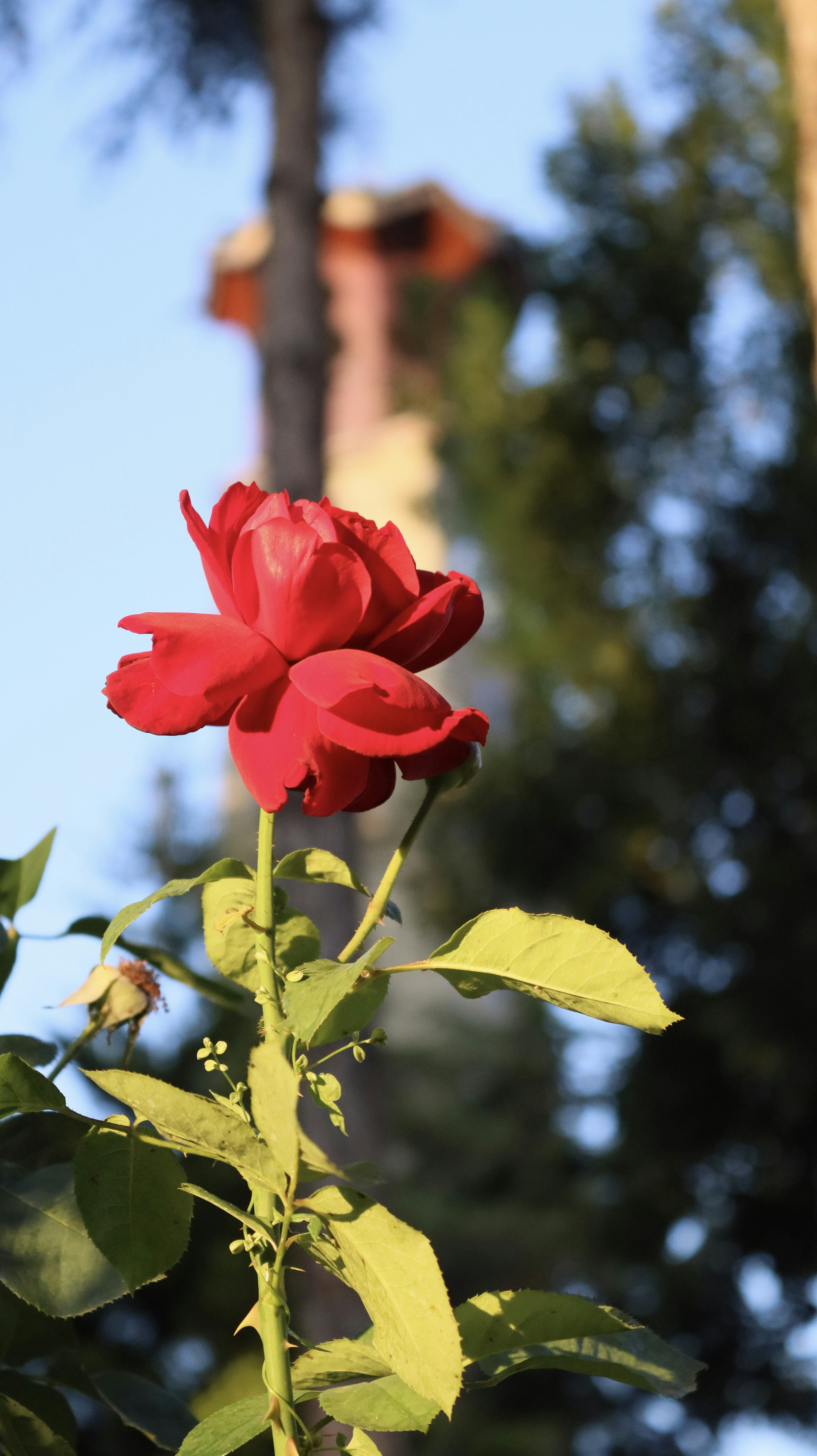 Red Rose in Focus Against a Blurred Rooftop Backdrop