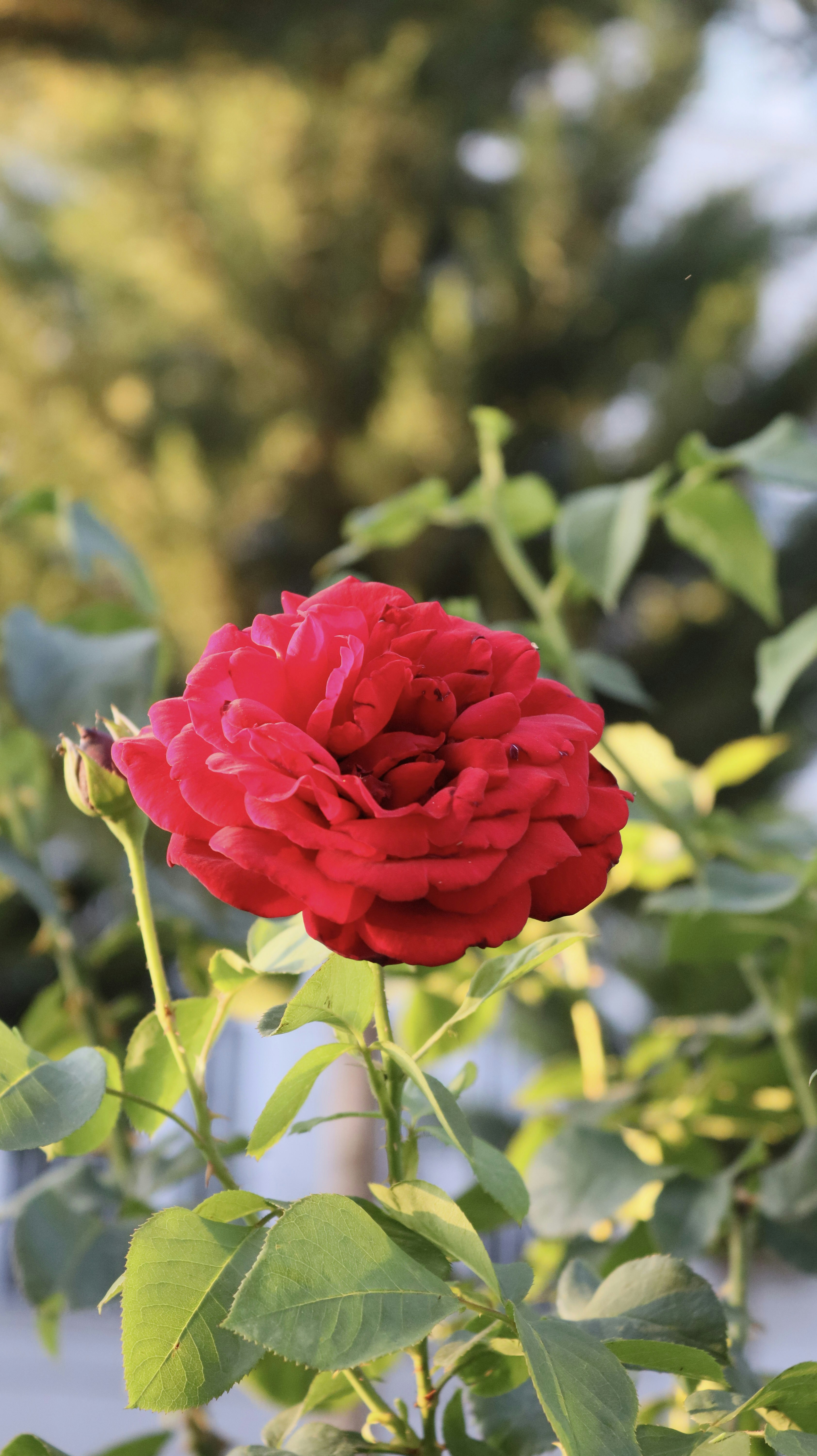 Crimson Rose in Focus: A Solitary Bloom Against a Blurred Garden
