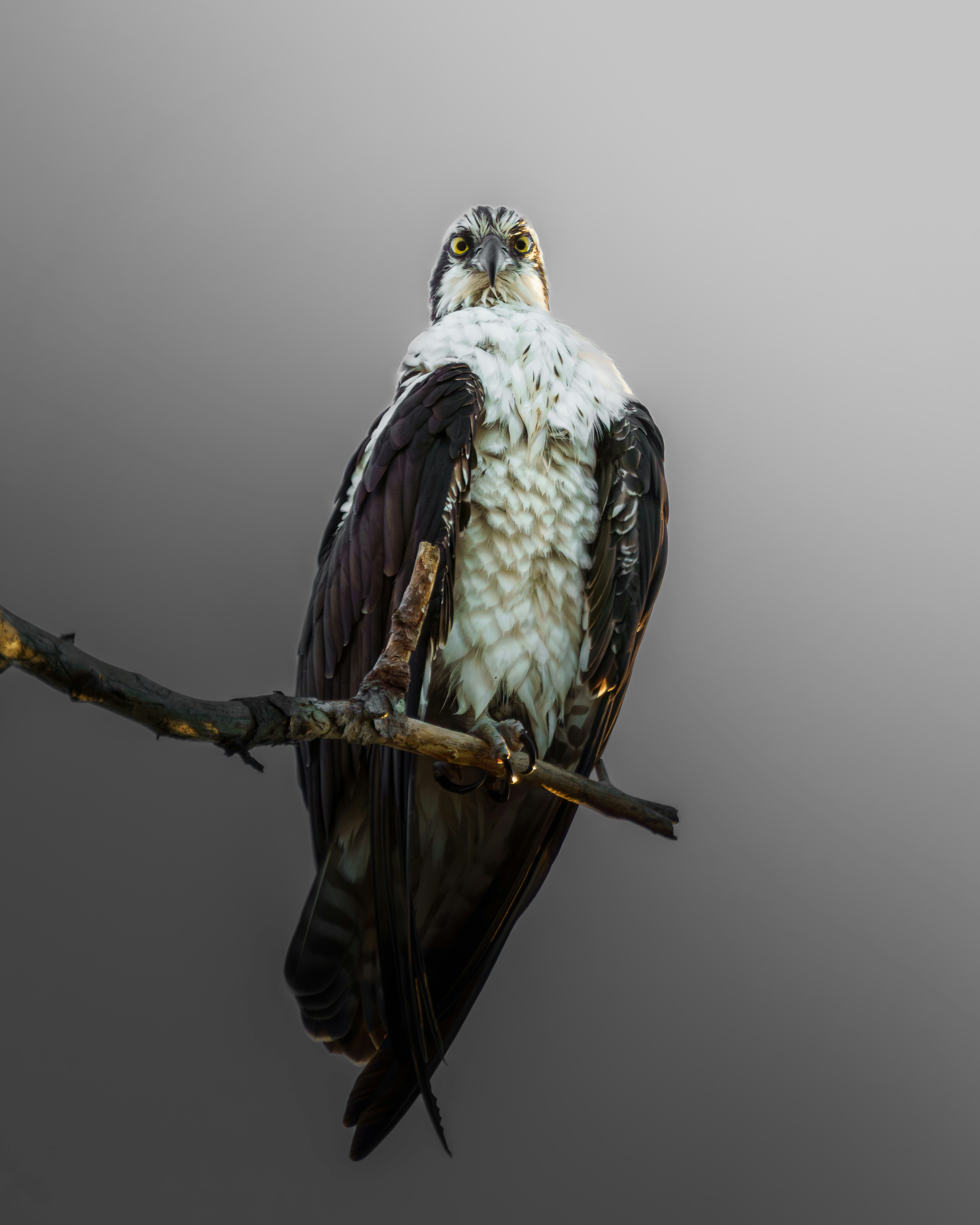 Predator's Quiet Gaze: Hawk in Soft Gradient