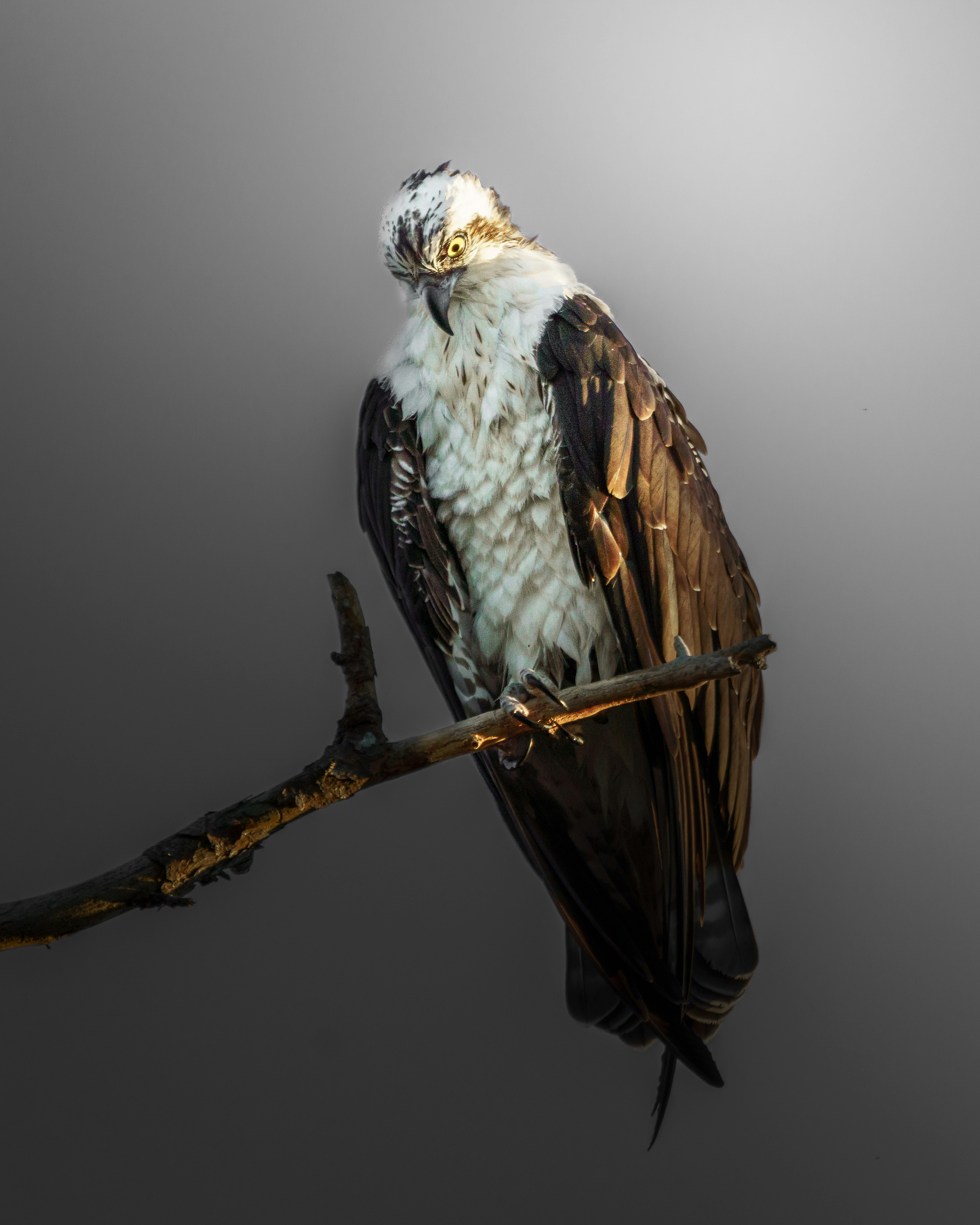 Perched Predator in Quiet Contrast