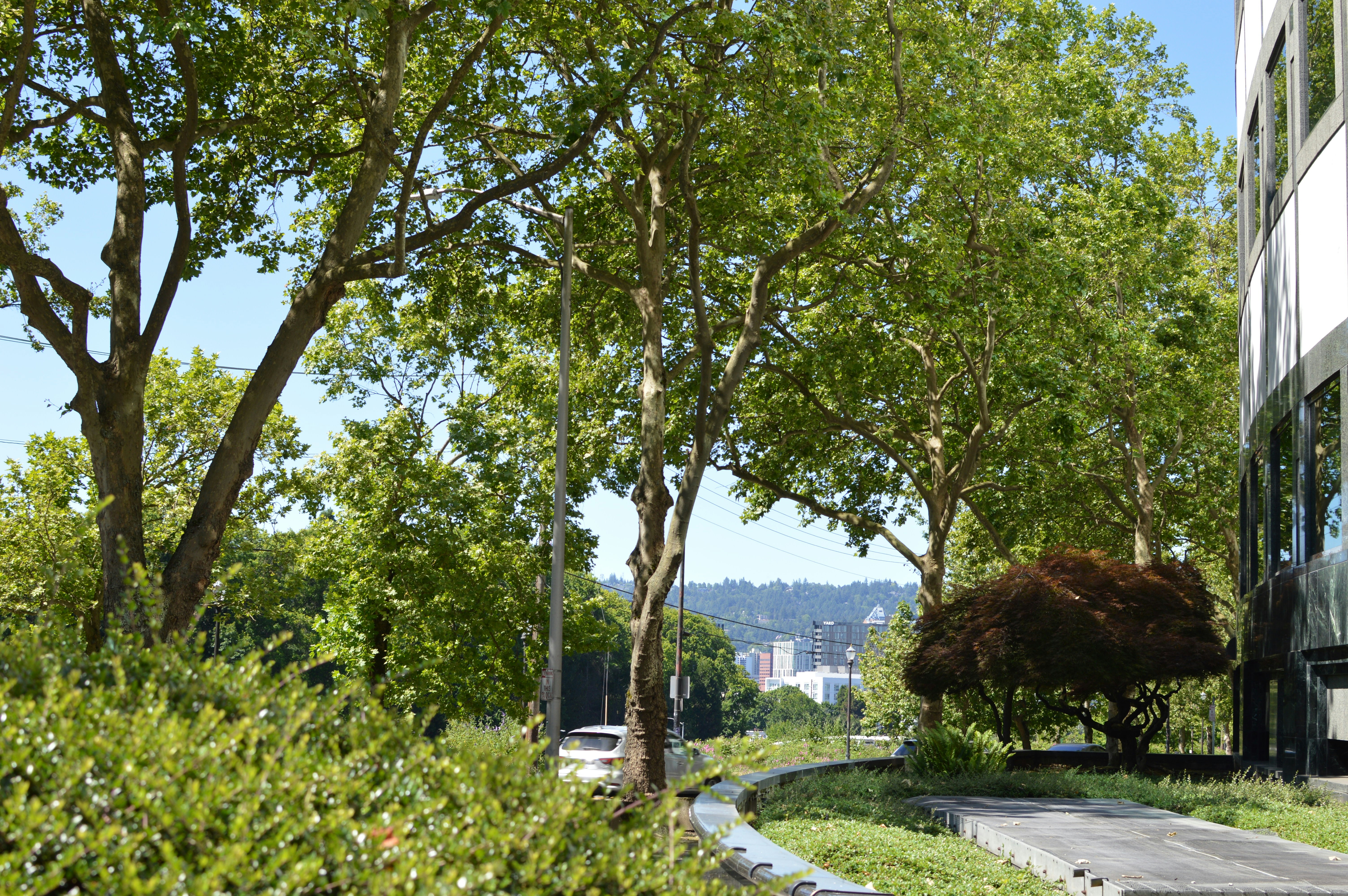 Sunlit Urban Arcadia: A Tree-Lined Path Beside a Modern Building