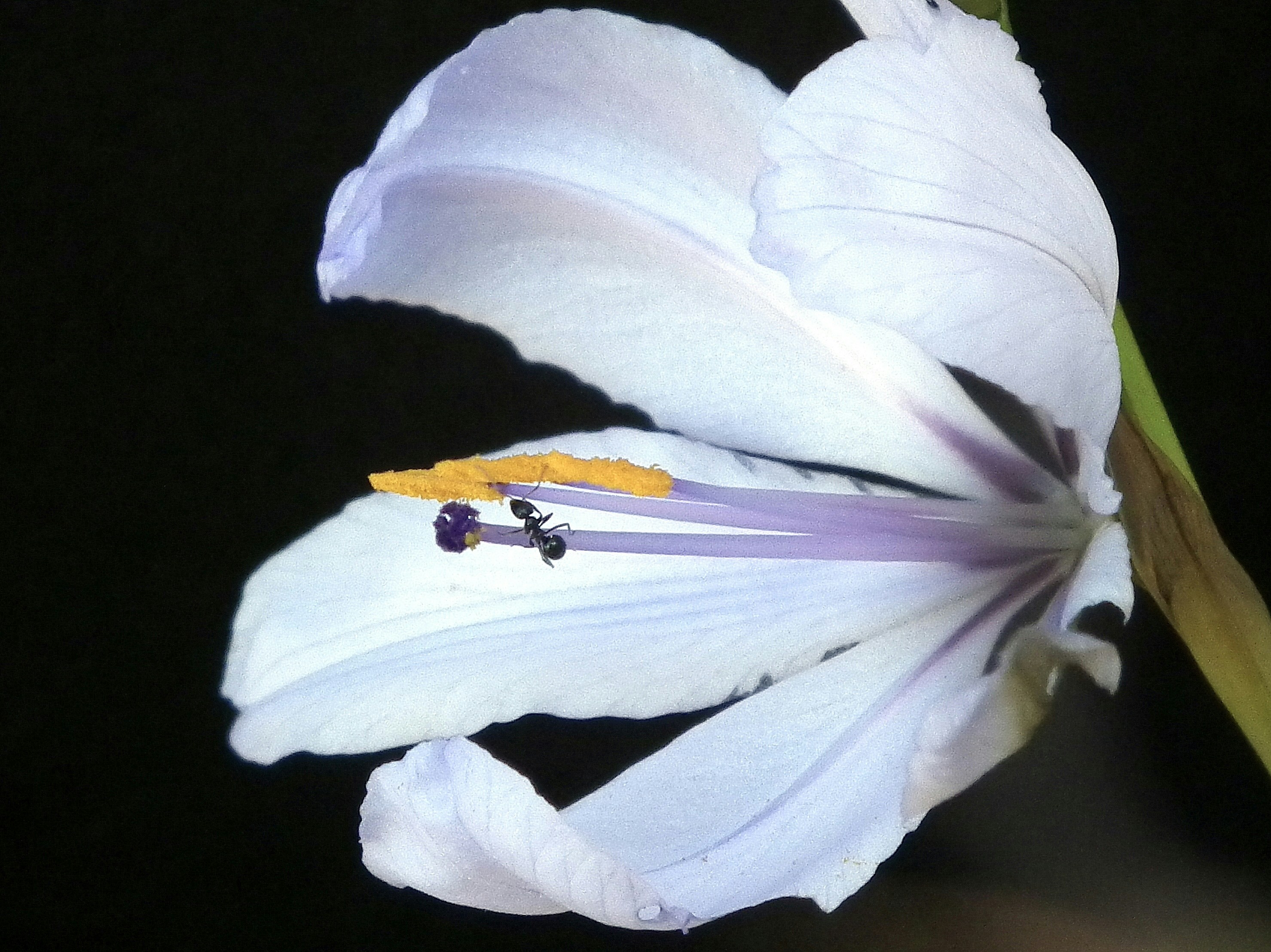 Stamen Spotlight: A Pale White Lily Against Velvet Darkness