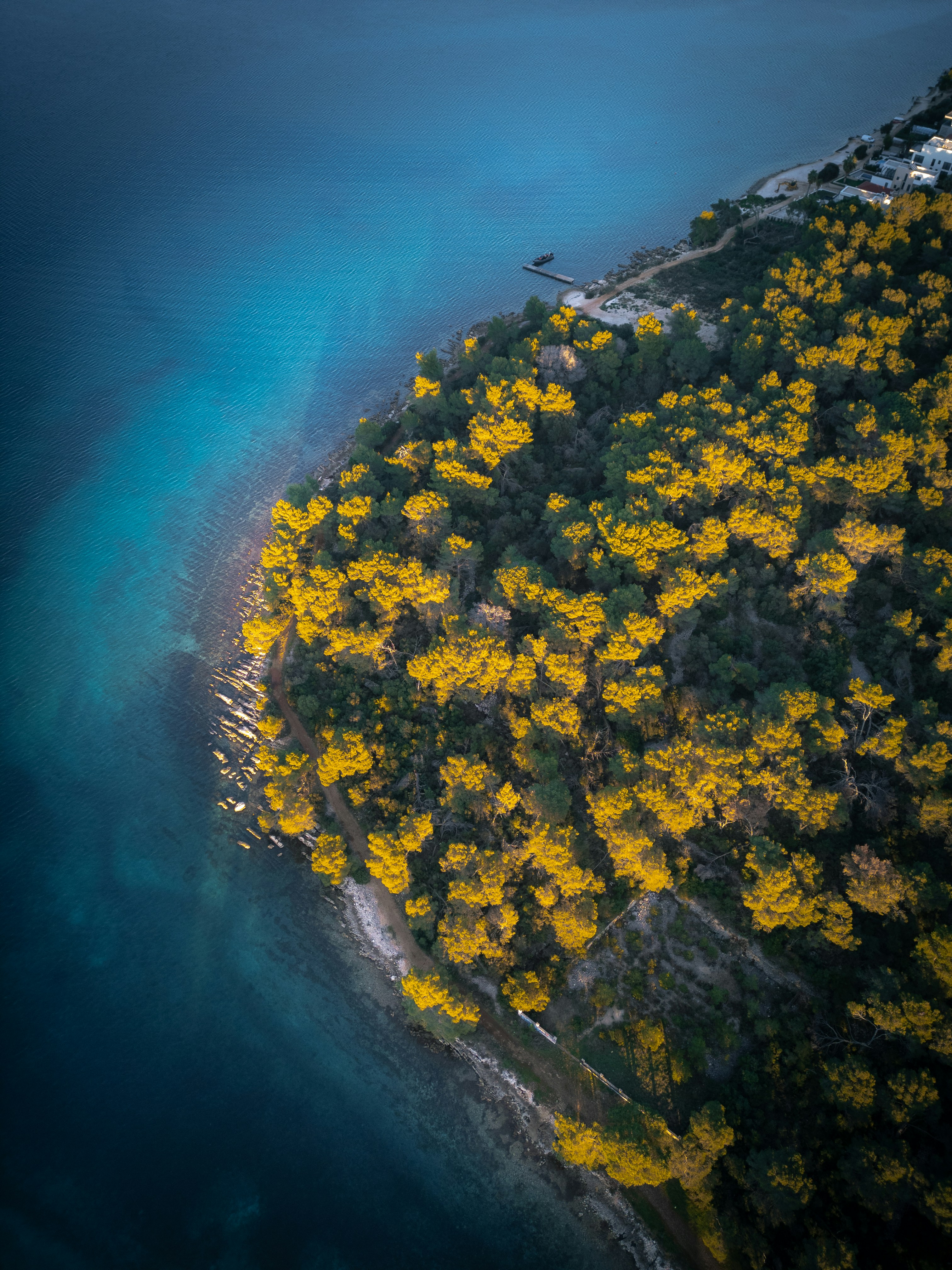 Aerial view of golden trees along a blue coastline.