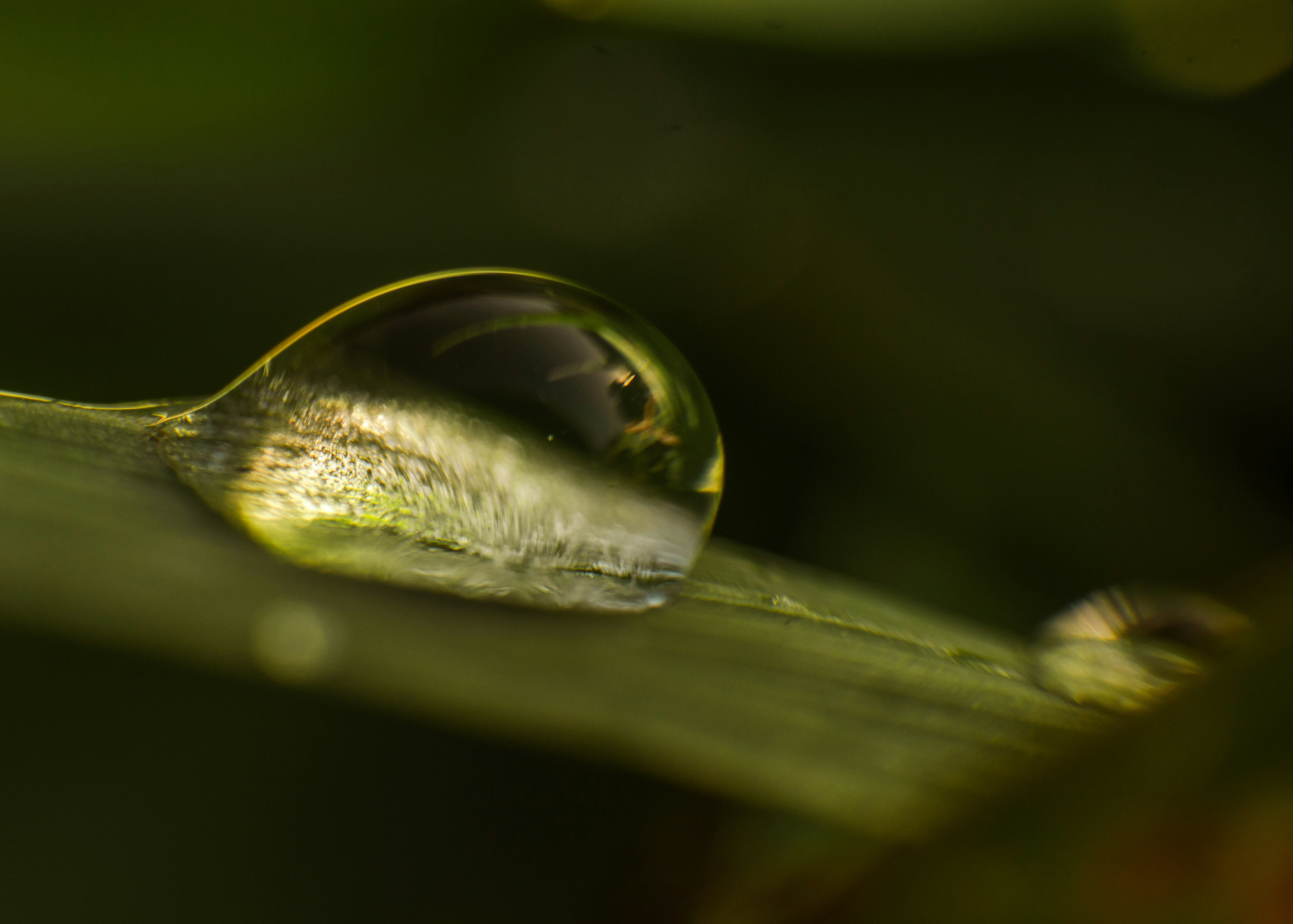 Dew Crown: a close-up of a single water droplet perched on a leaf