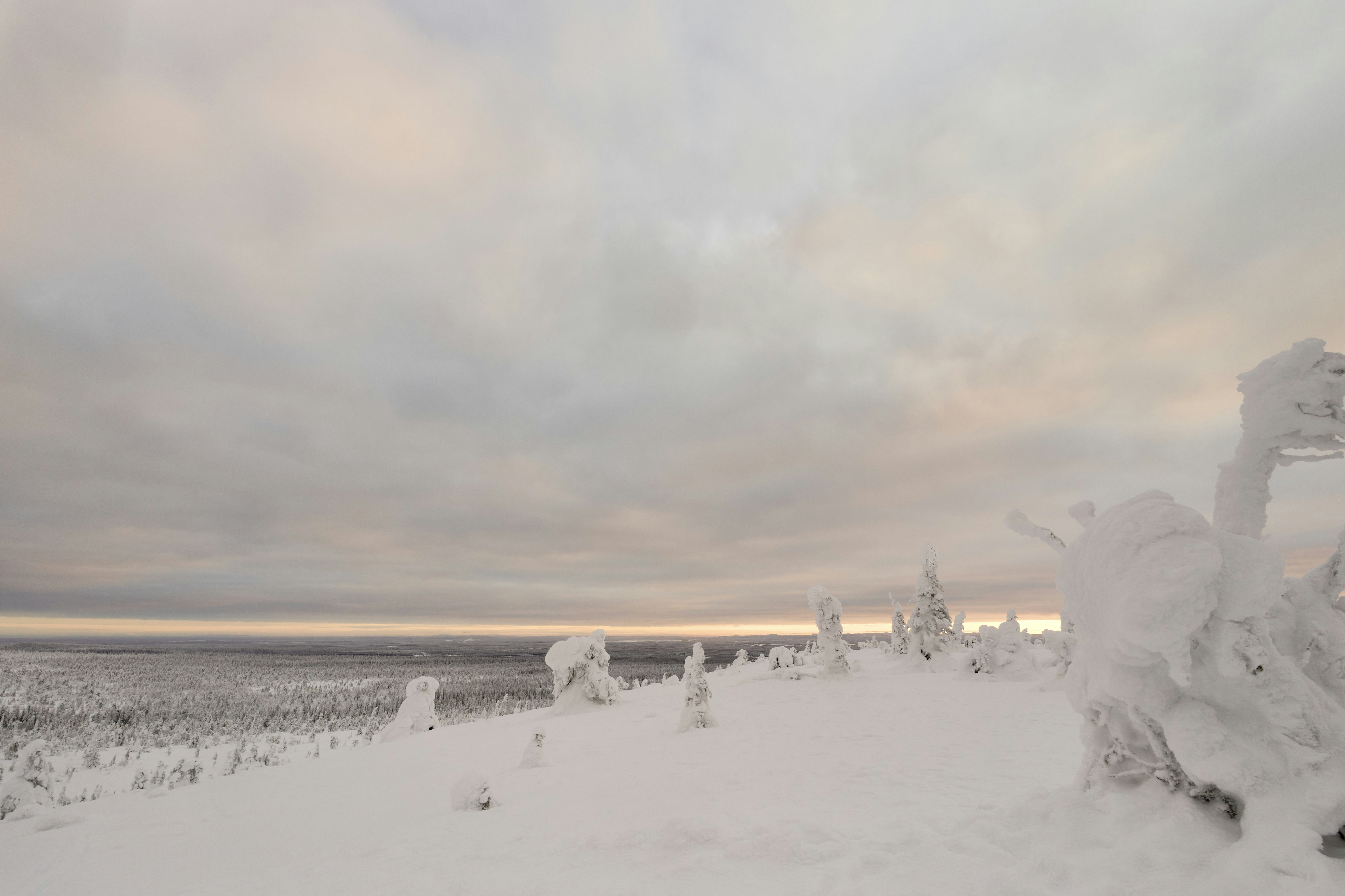 Snowbound Horizon: Ice-Crowned Pines at Dusk