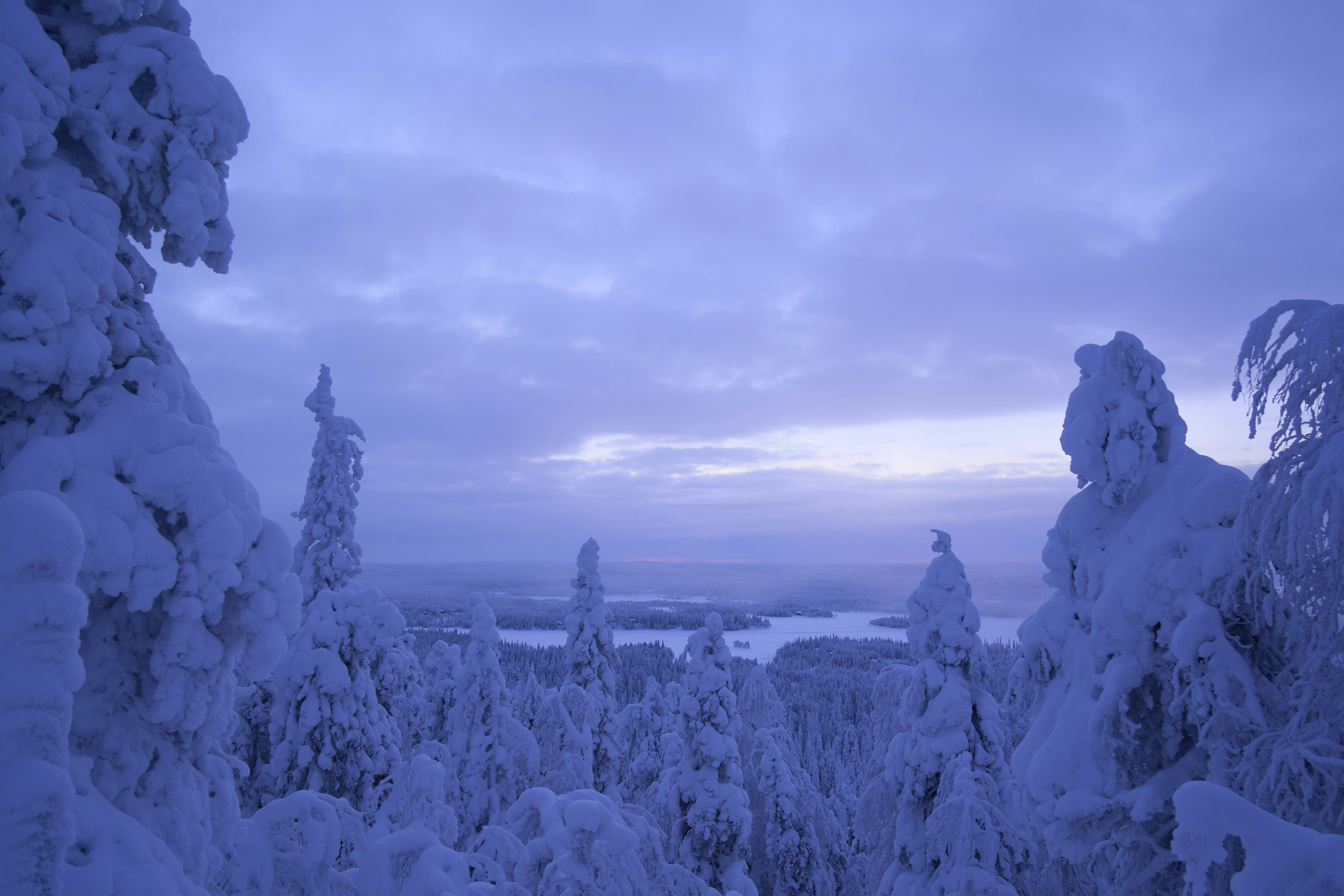 Winter Quiet on a Frost-Blanketed Ridge
