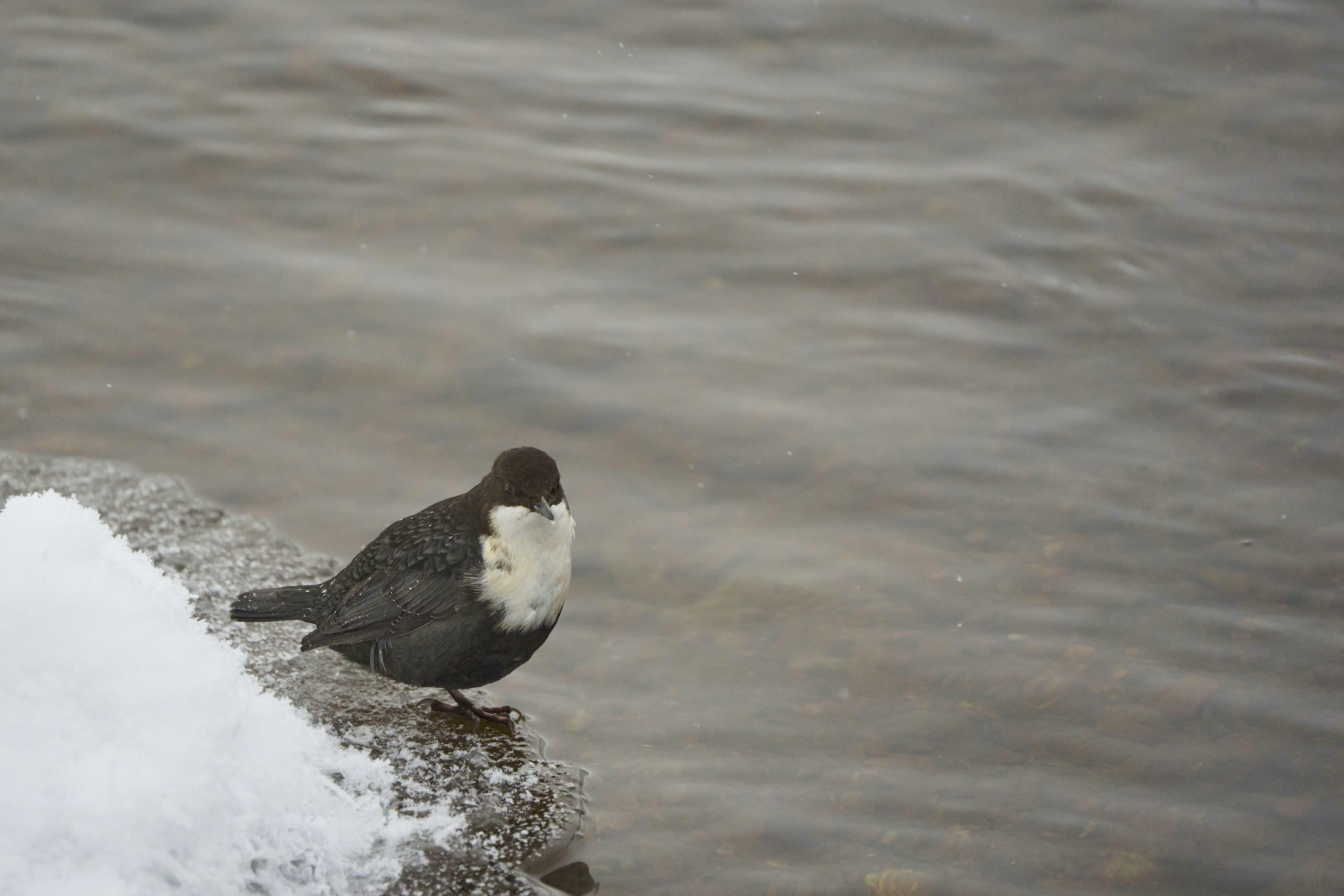 White-breasted Sandbird at the Edge of Quiet Waves