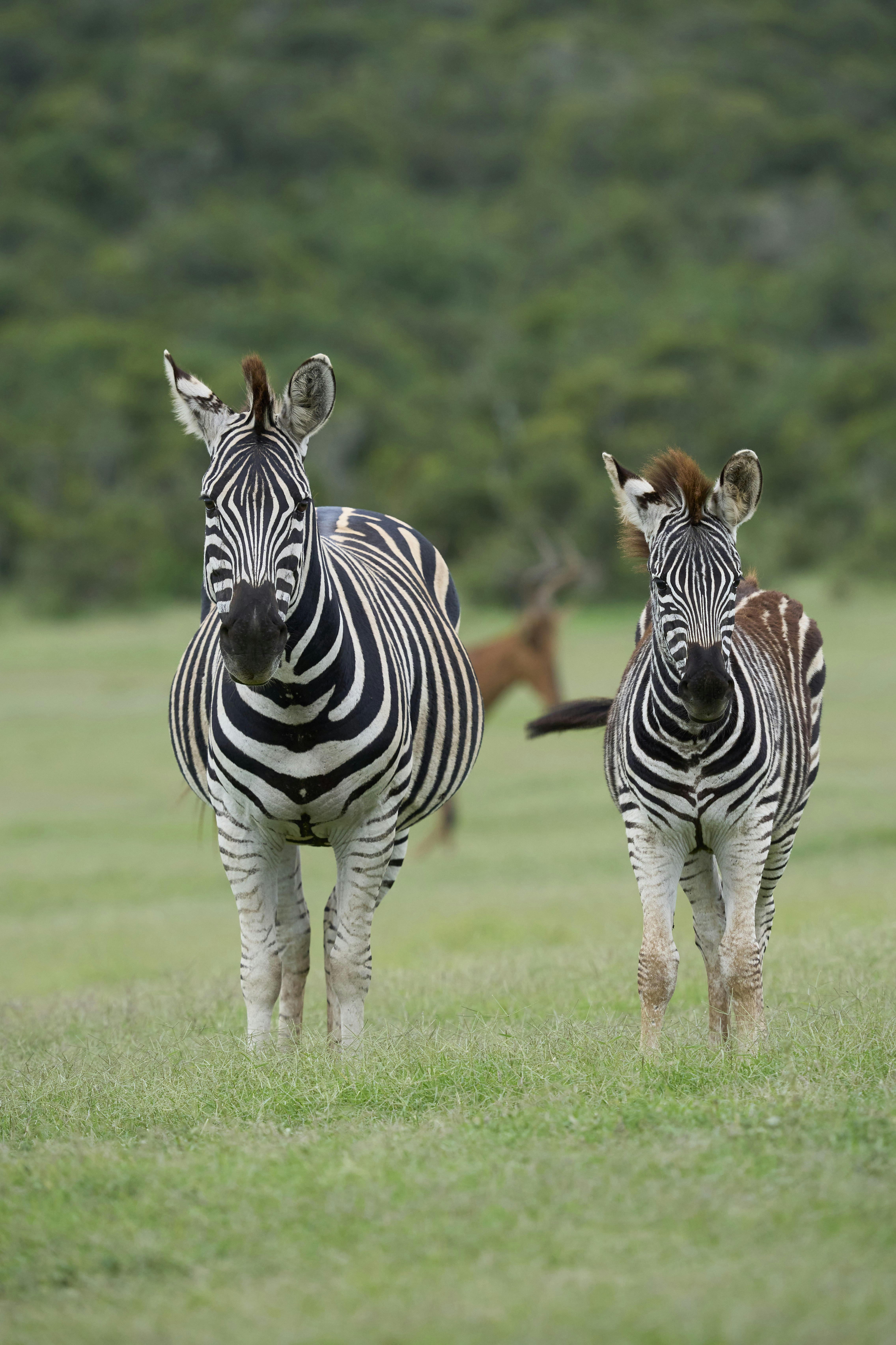 An adult and young zebra stand in a grassy field.