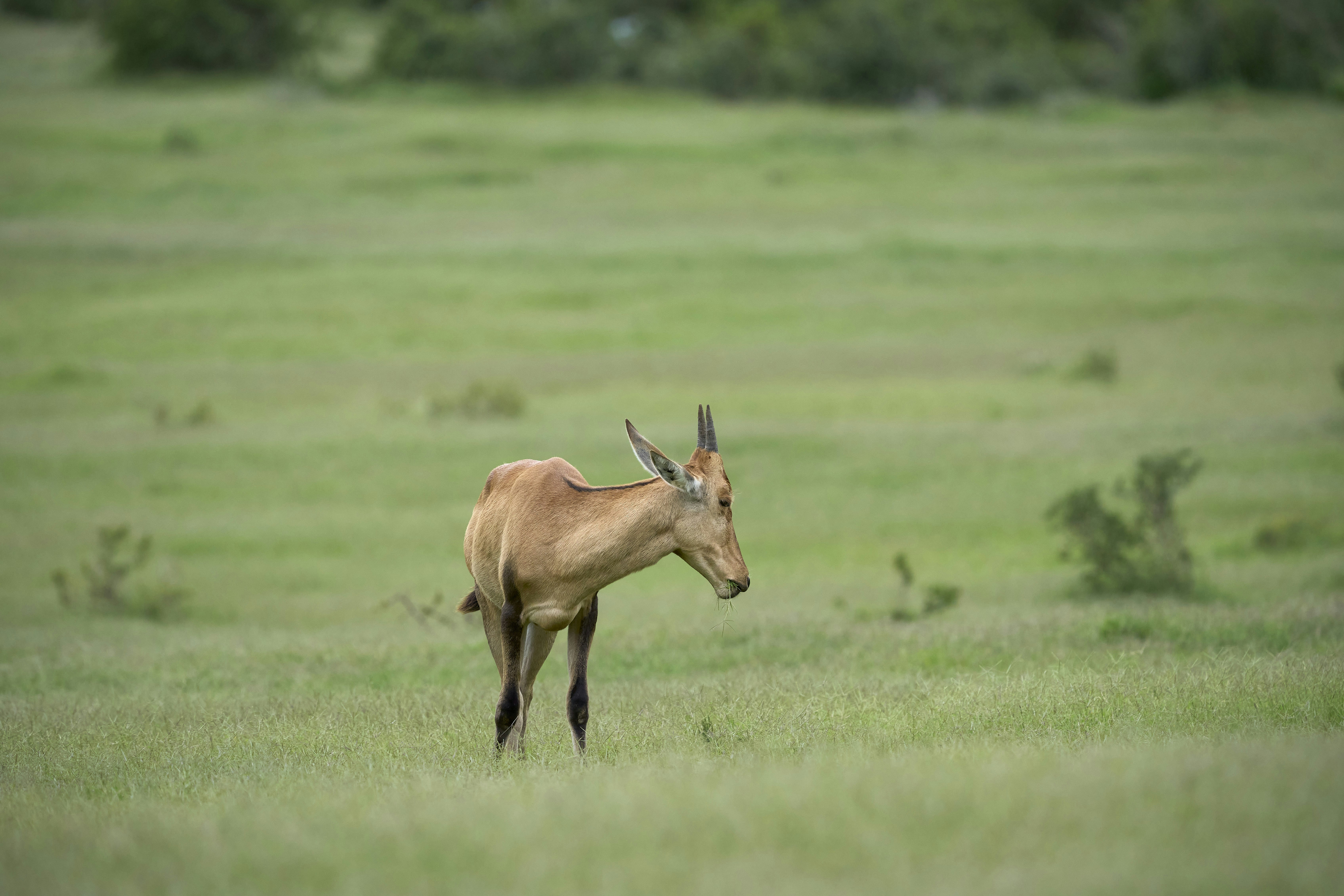 An antelope stands alone in a vast green field.