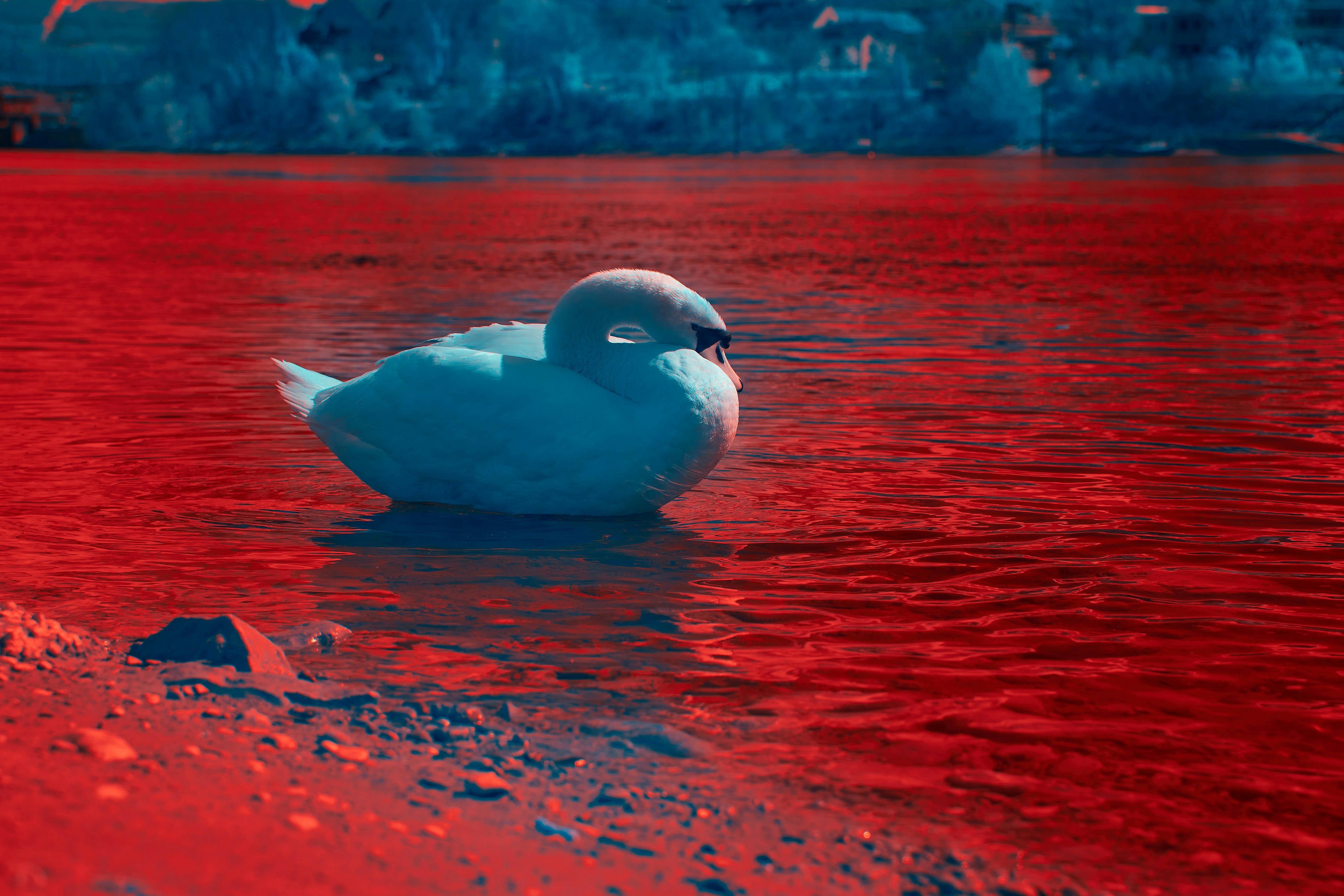 Rededged Refuge: A Swan amidst a Surreal Tide