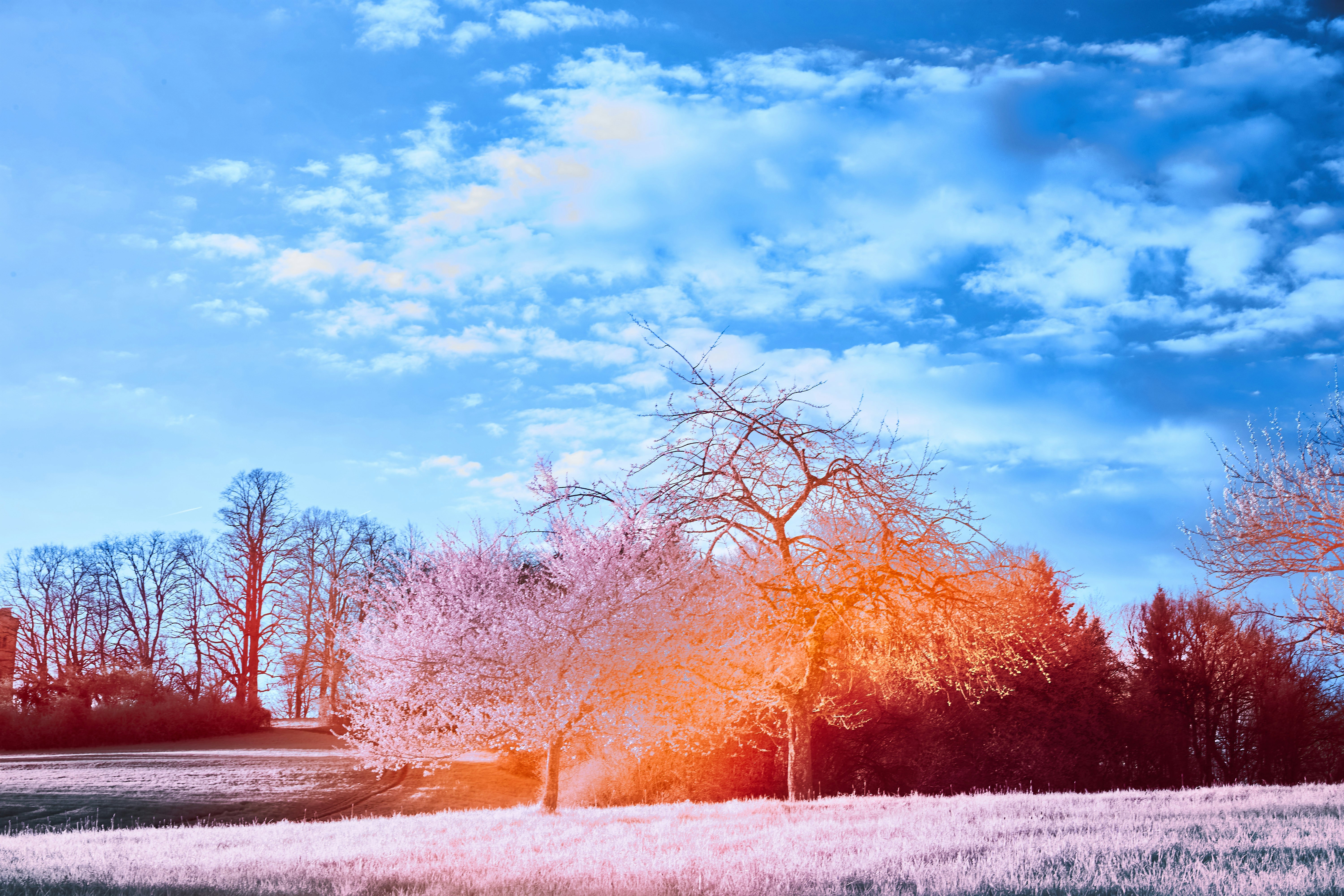 Sunlit Orchard: A Pink-tinged Field under a Brushed Sky