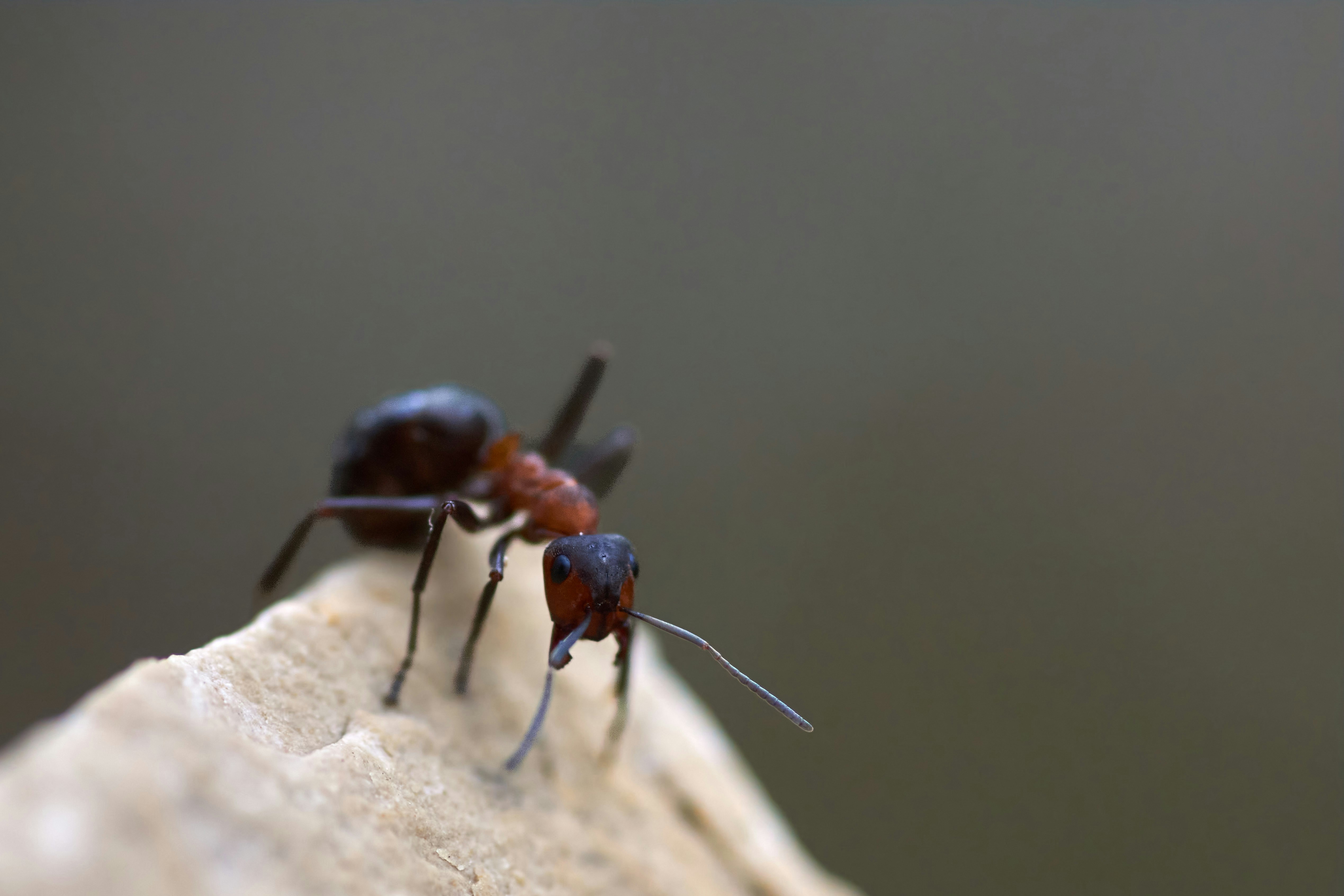 Ants on a Stone: Close-Up of a Tiny Community