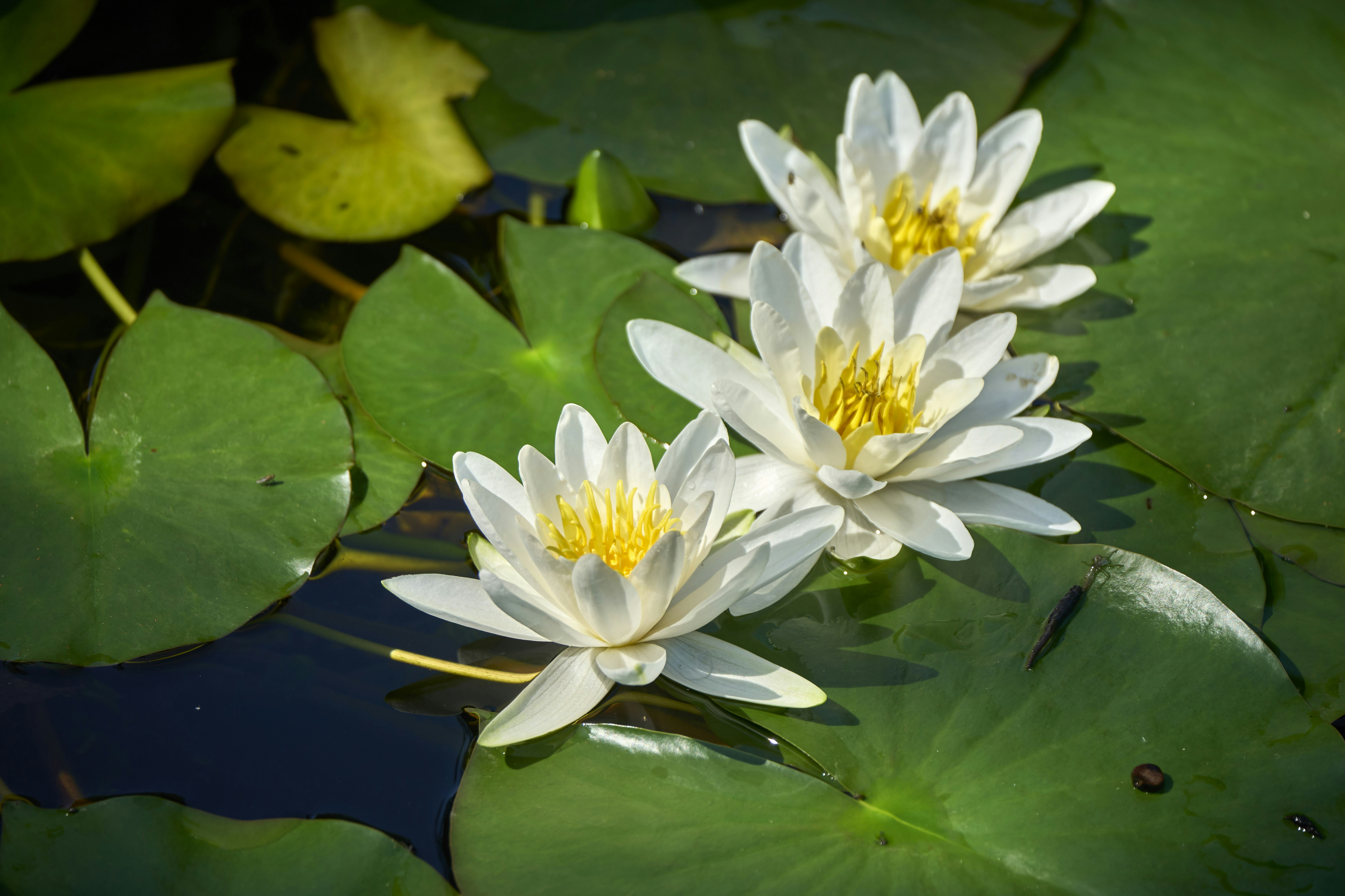 Three white water lilies bloom among green lily pads.