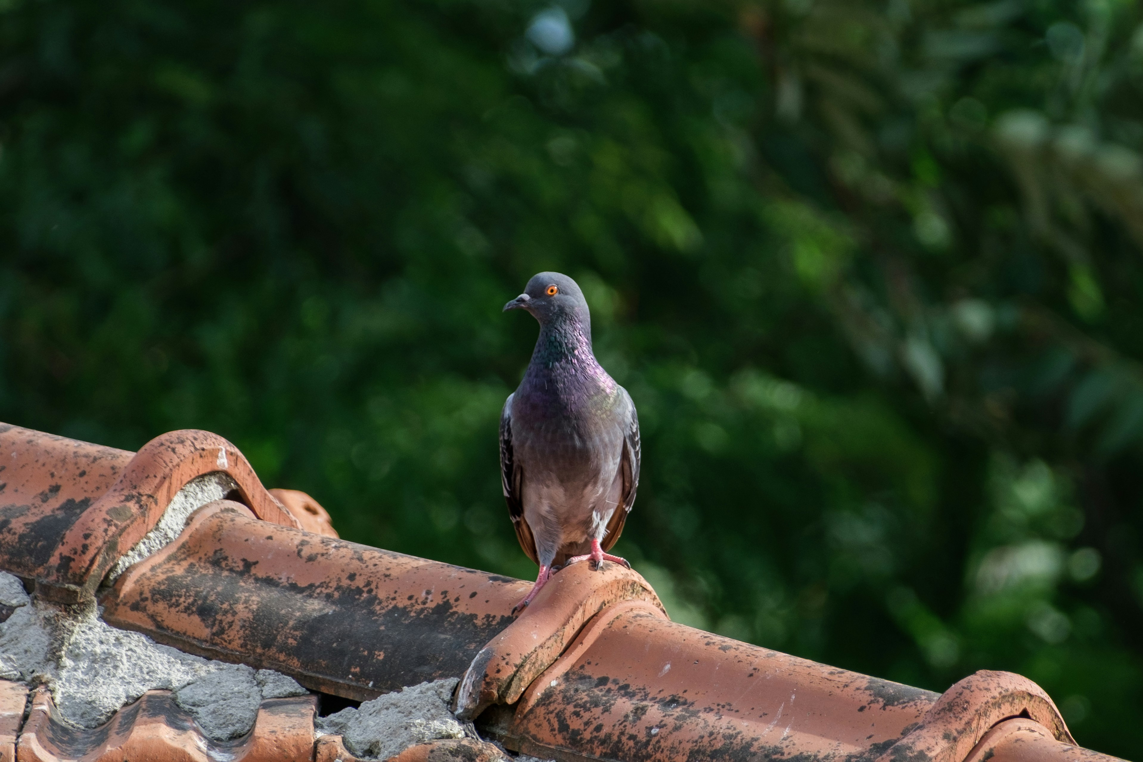 Pigeon Sentinel on Weathered Tile Ridge
