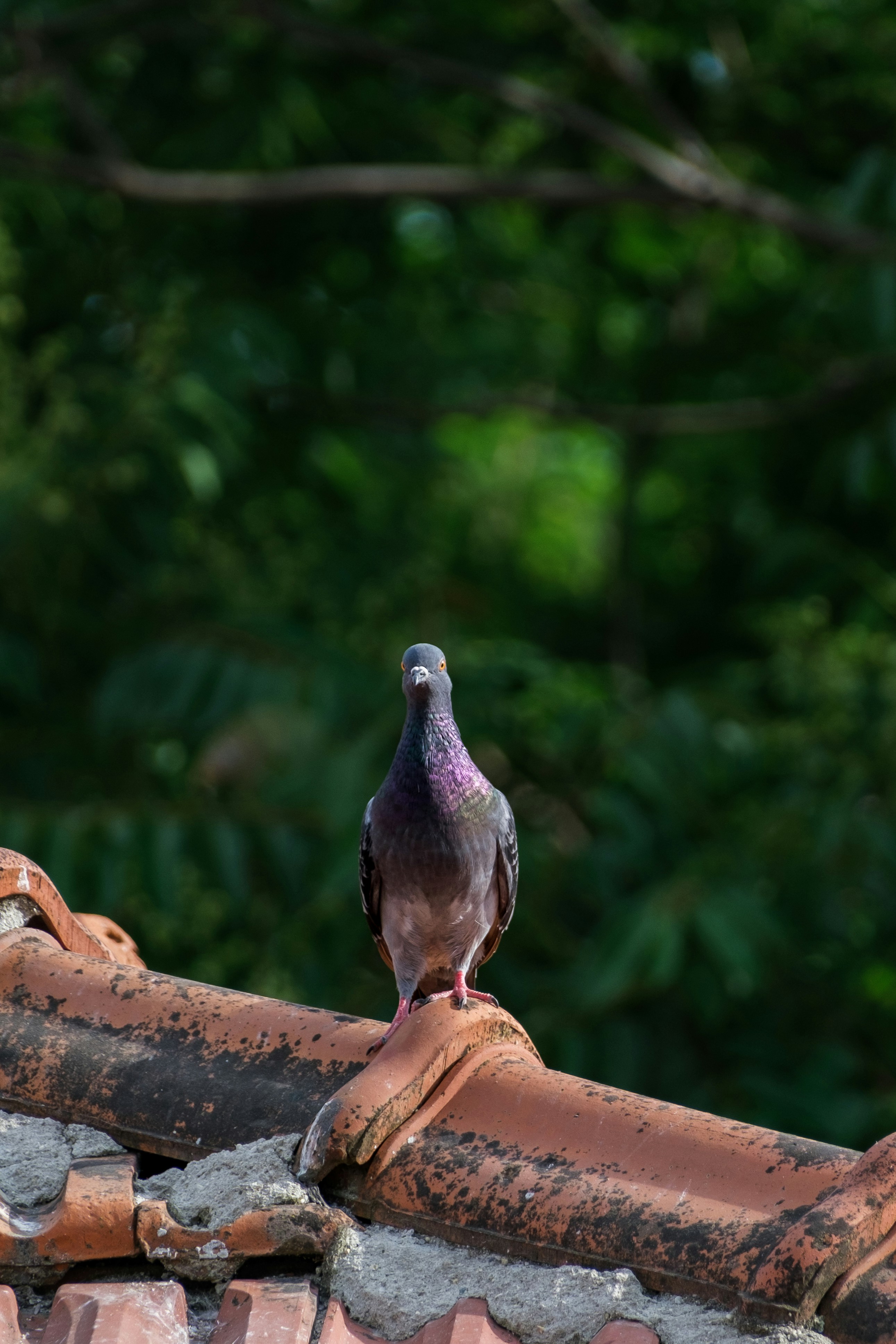 Pigeon Sentinel of the Tile Ridge