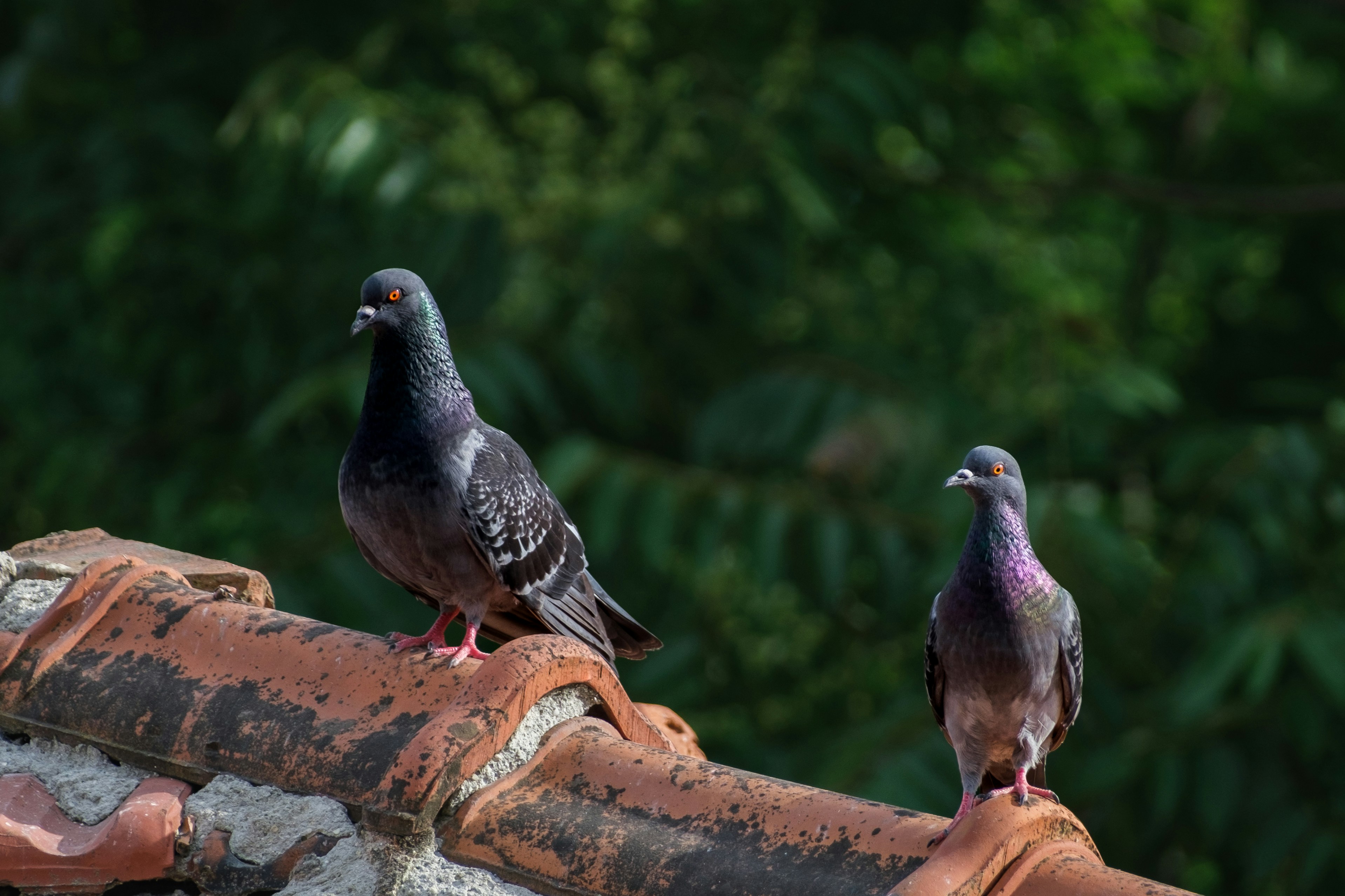 Two pigeons sit on a terracotta tiled roof.