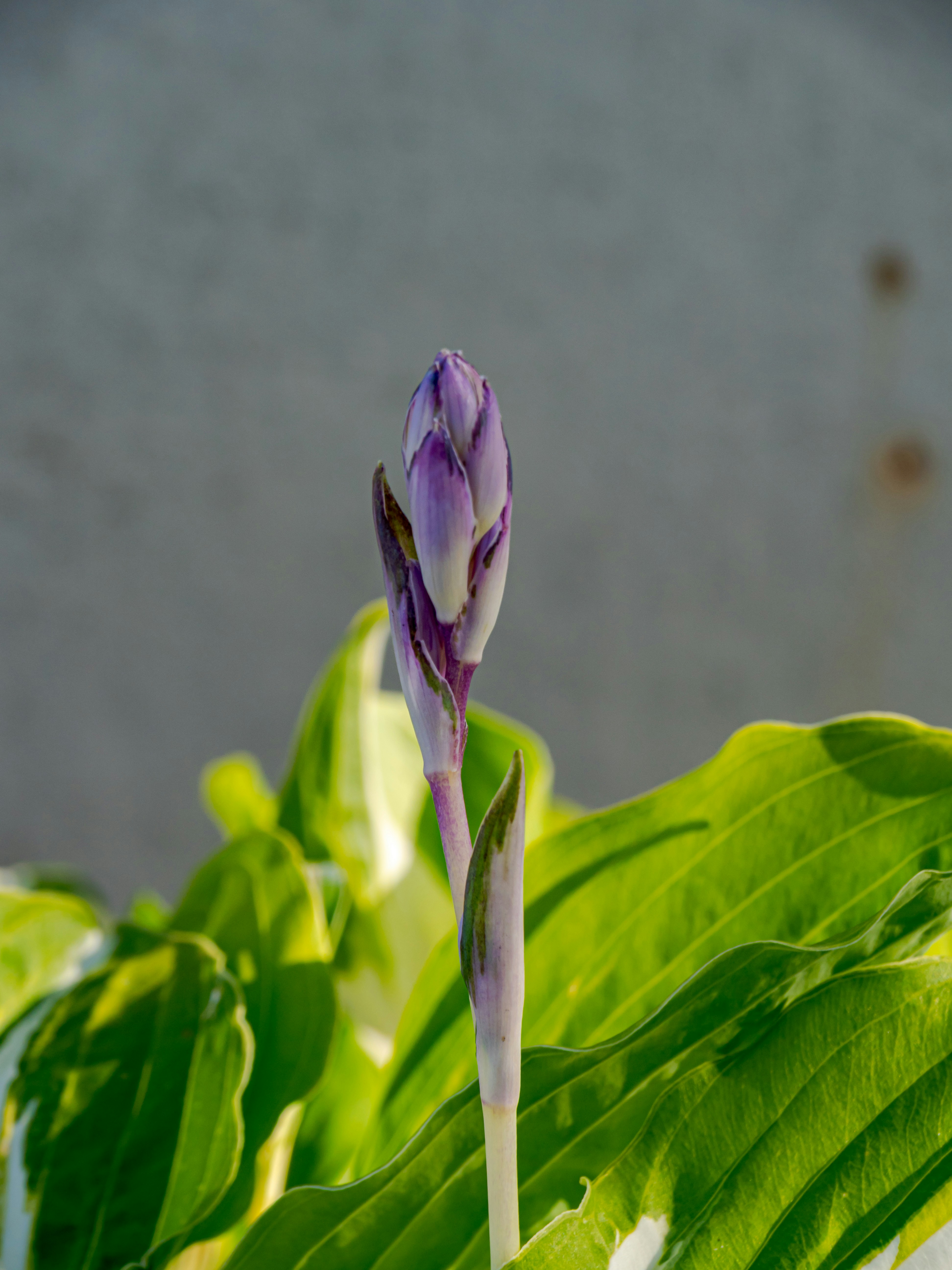A Bud Emerging in Bright Green Light