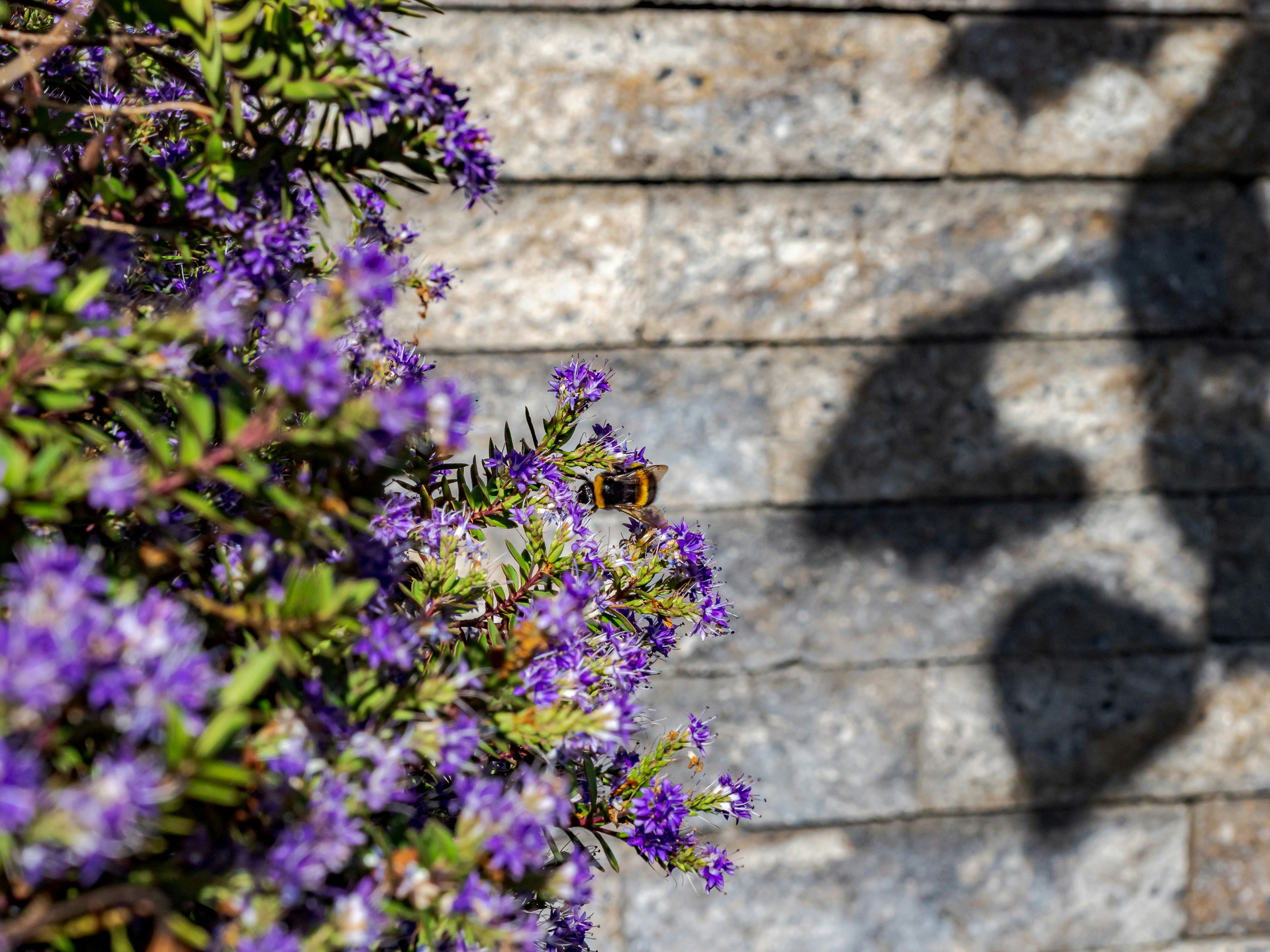 Bee and Blooms: A Violet-Scented Moment on Sunlit Wood