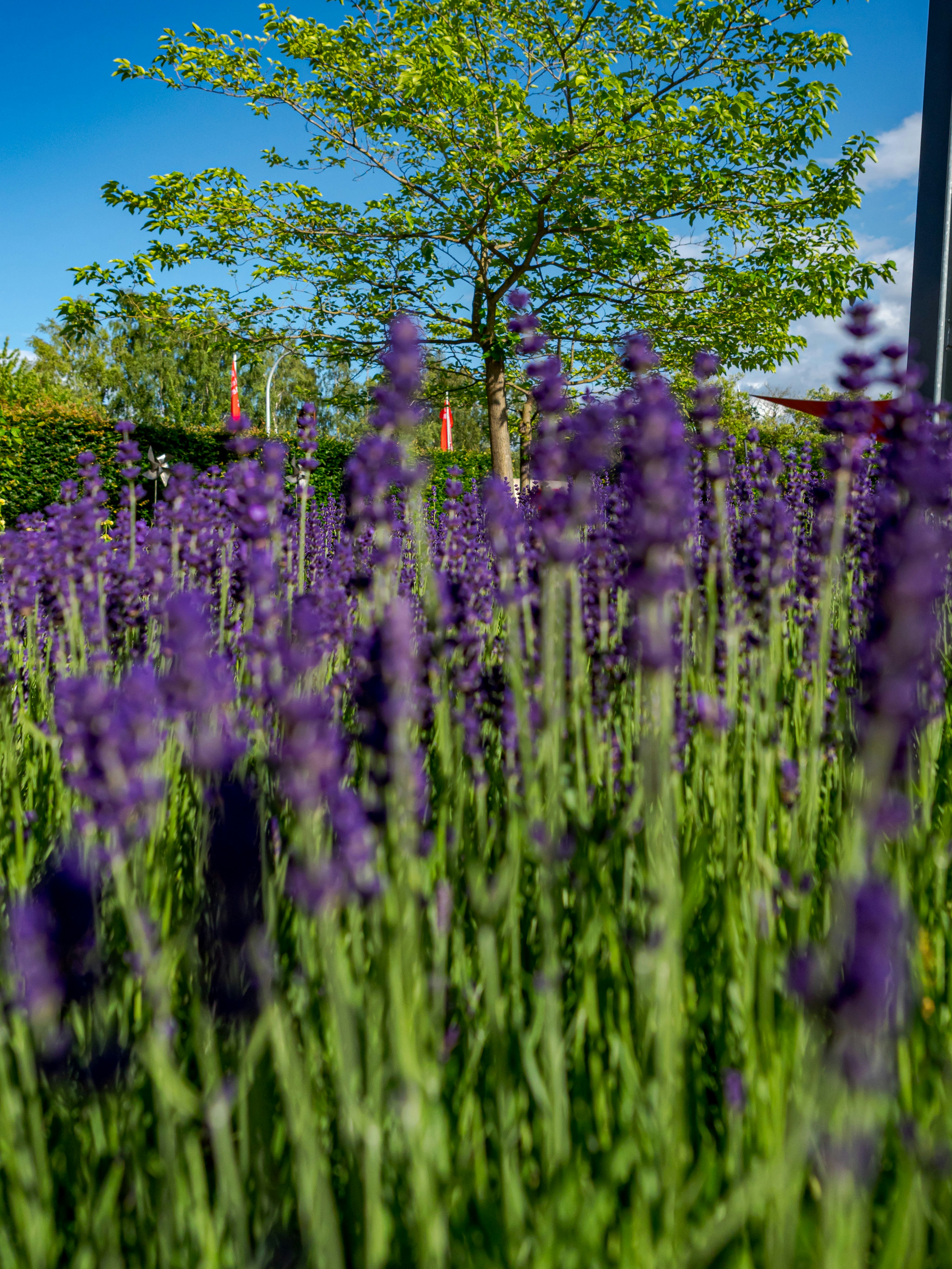 Lavender Field Framed by a Distant Orchard