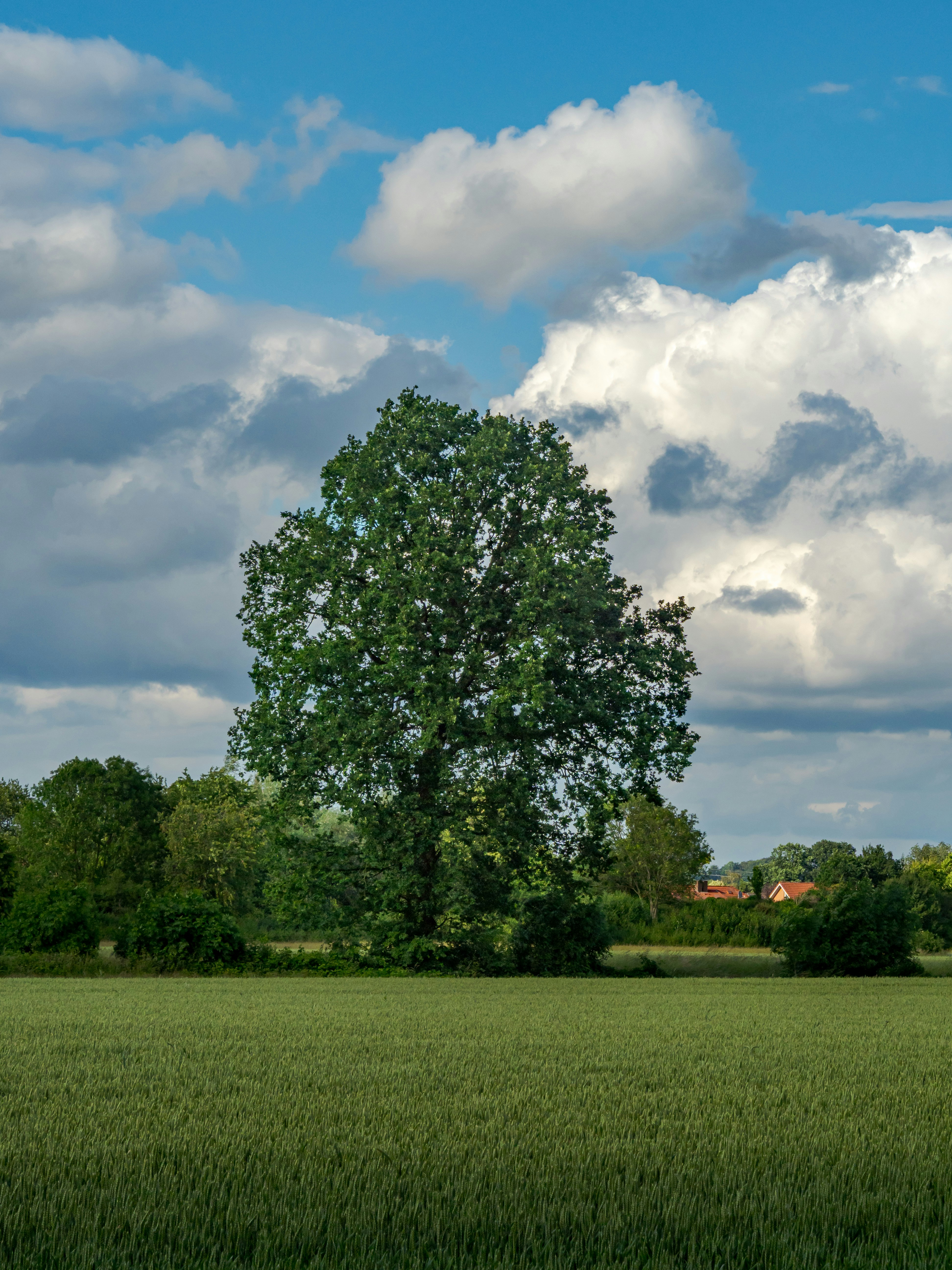 Solitary Portrait of a Lone Tree in a Quiet Field