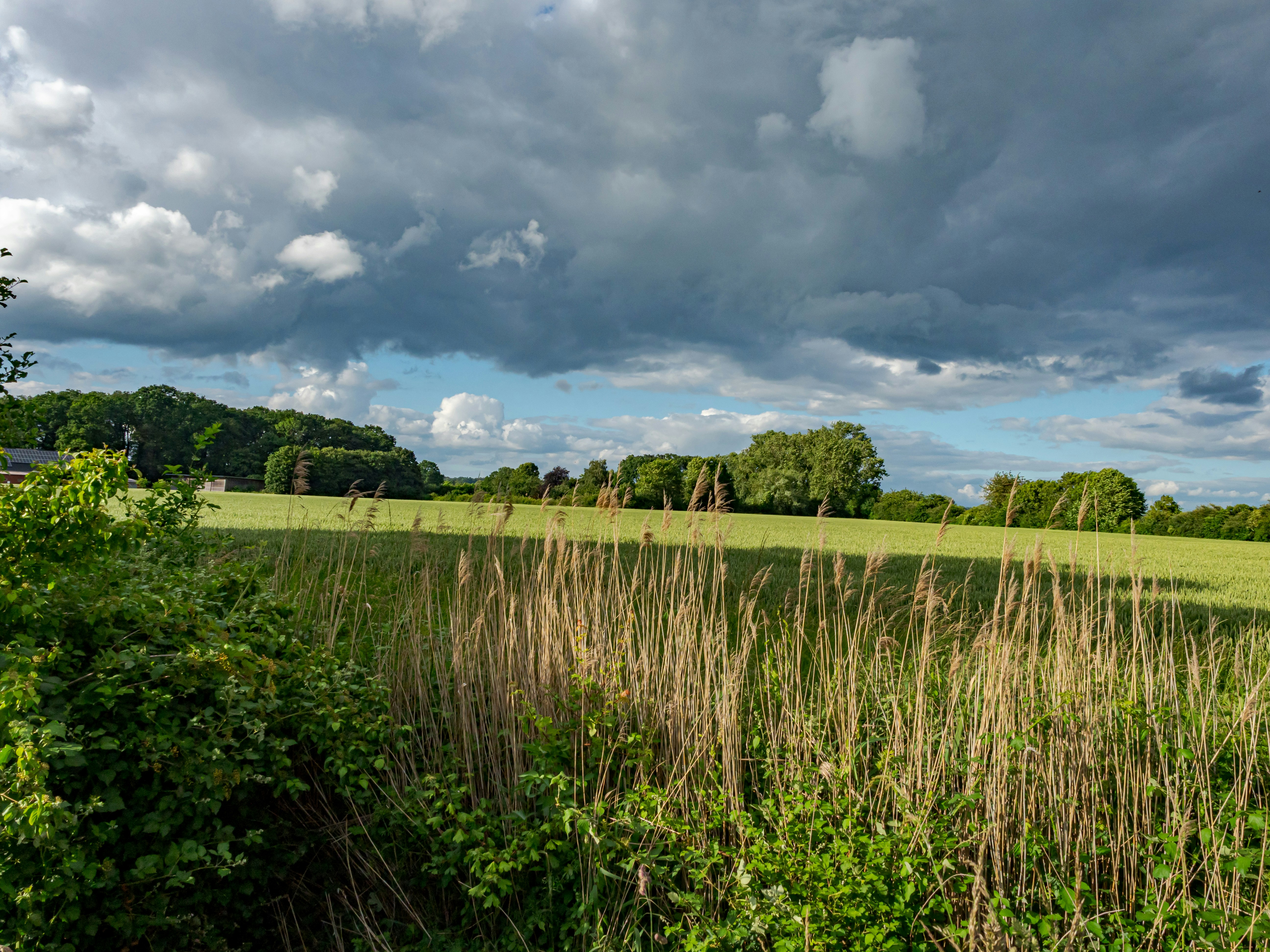 Sunlit Field Edge: Quiet Horizon Under Moving Clouds