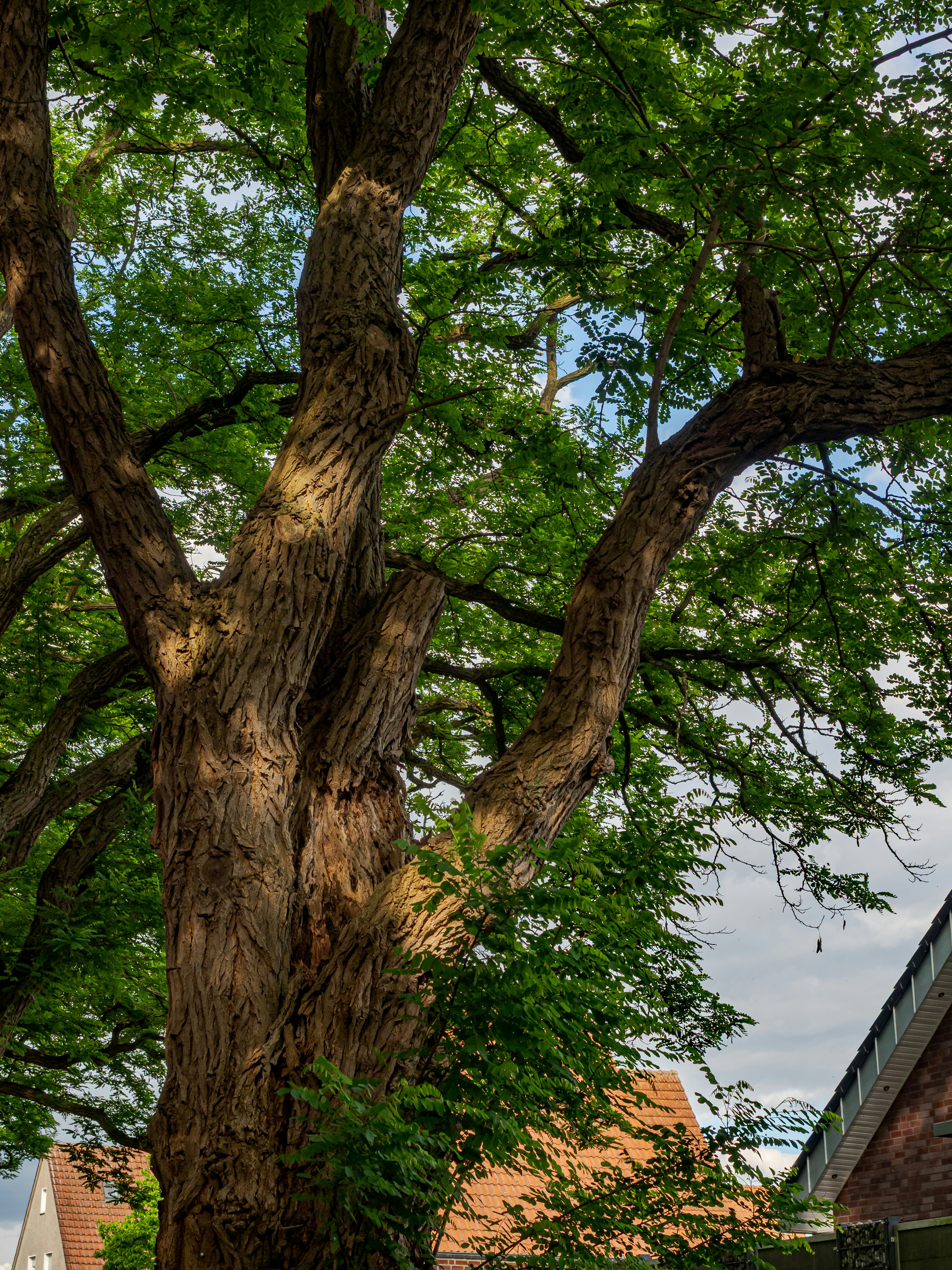 Ancient Oak Anchoring the Urban Sky