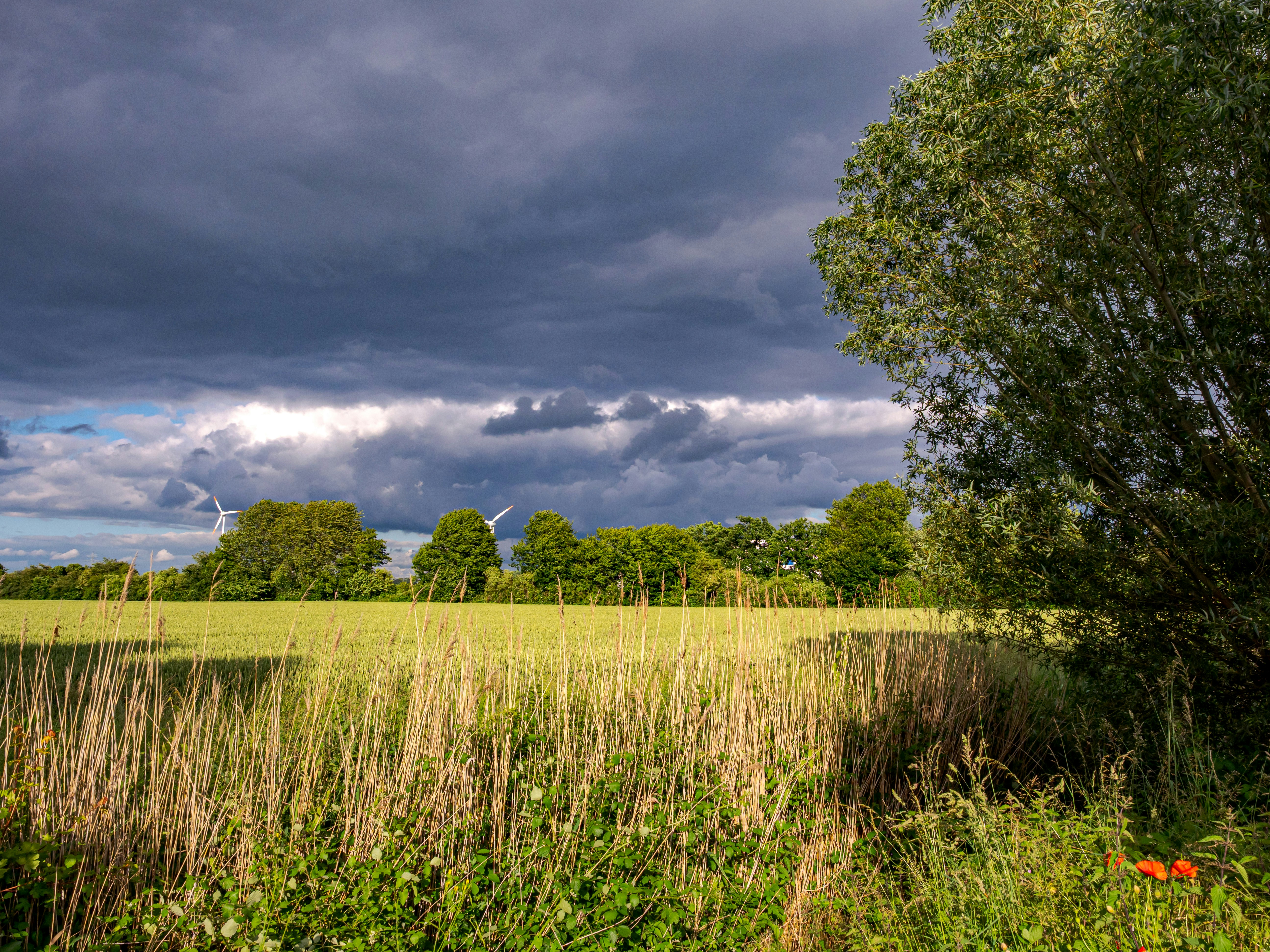 Storm Front Over the Tall Grass Field