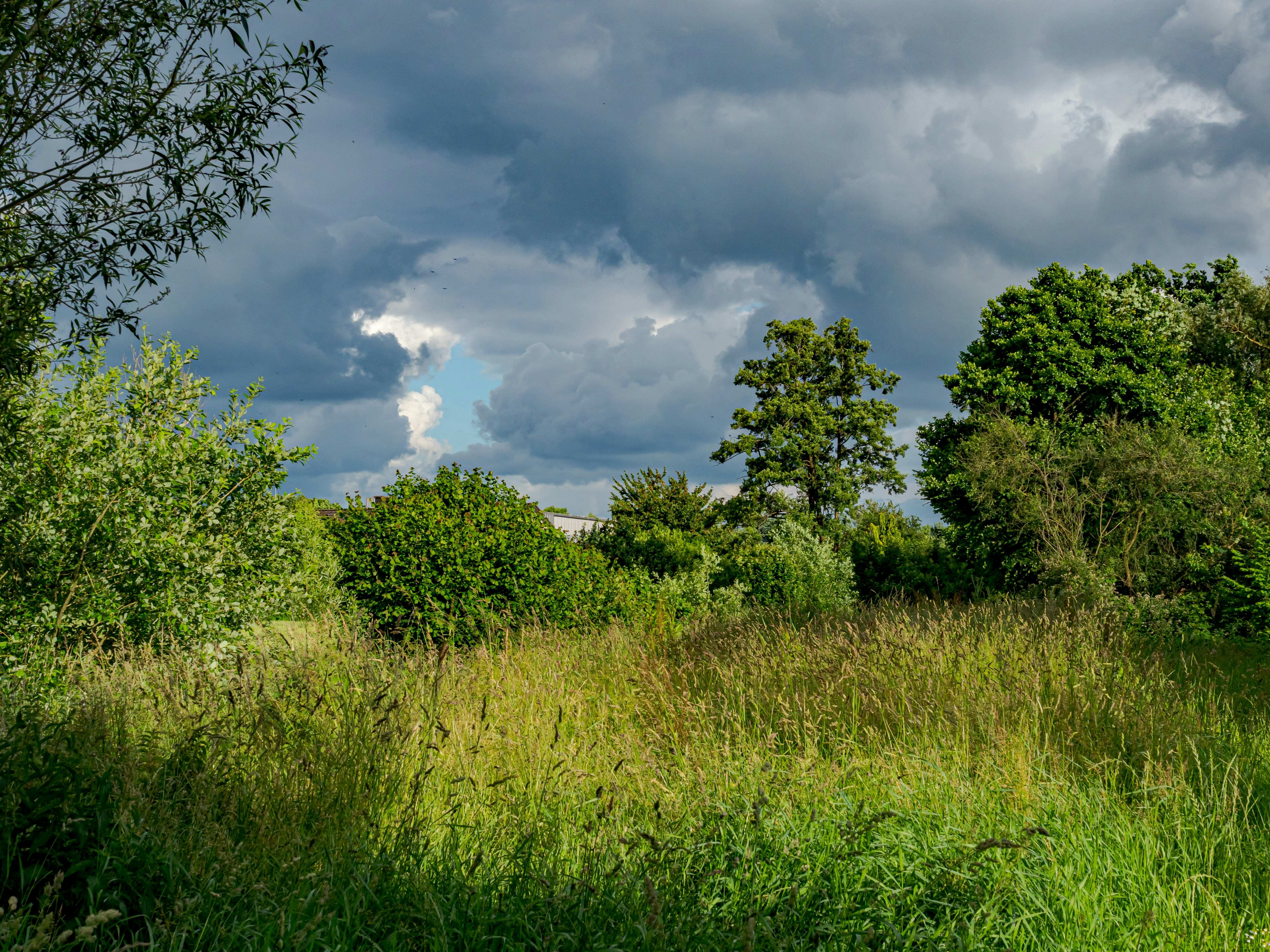 Sunlit Clearing Under A Brooding Sky